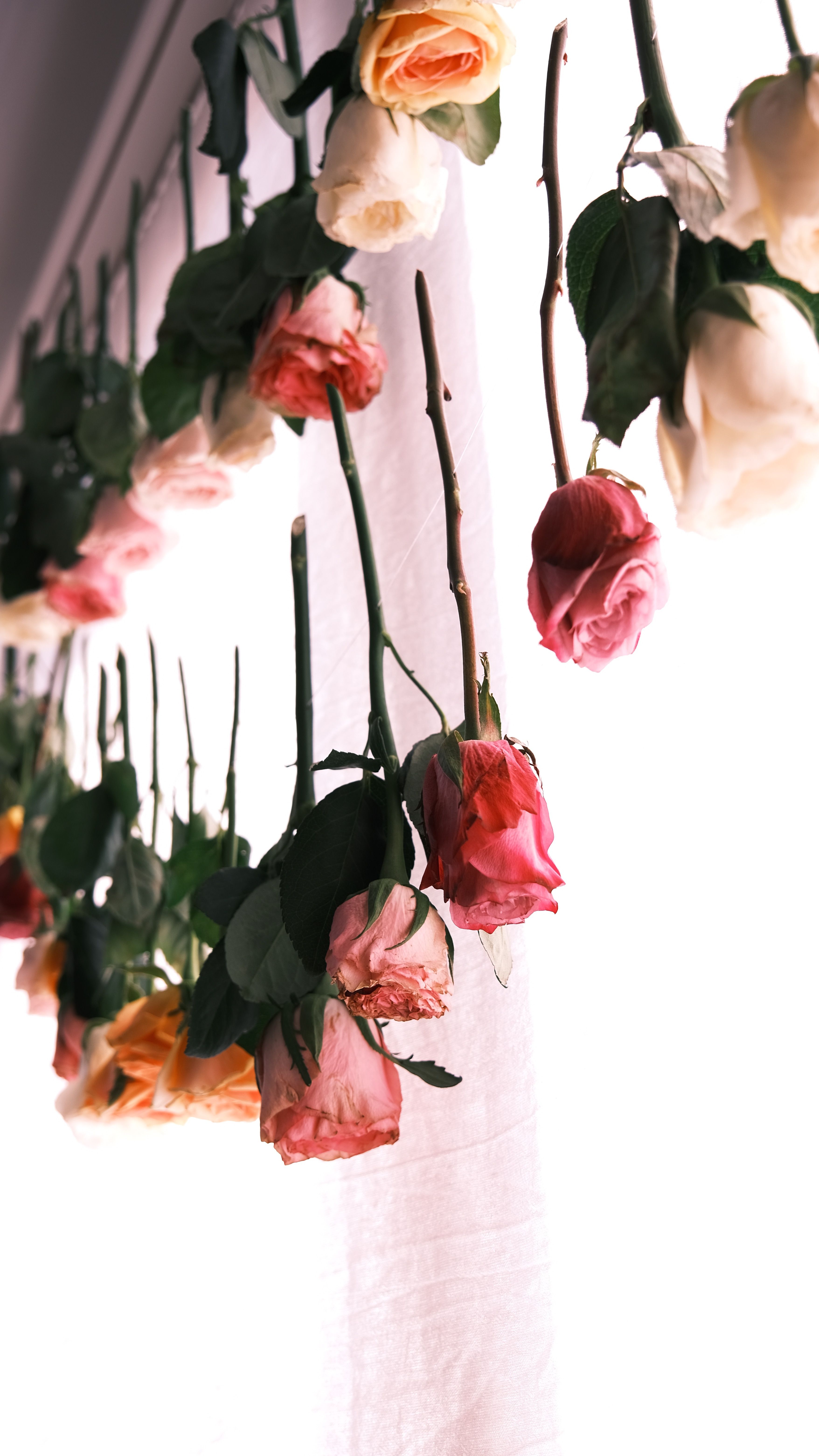 Upside Down Photo of Roses · Free Stock Photo