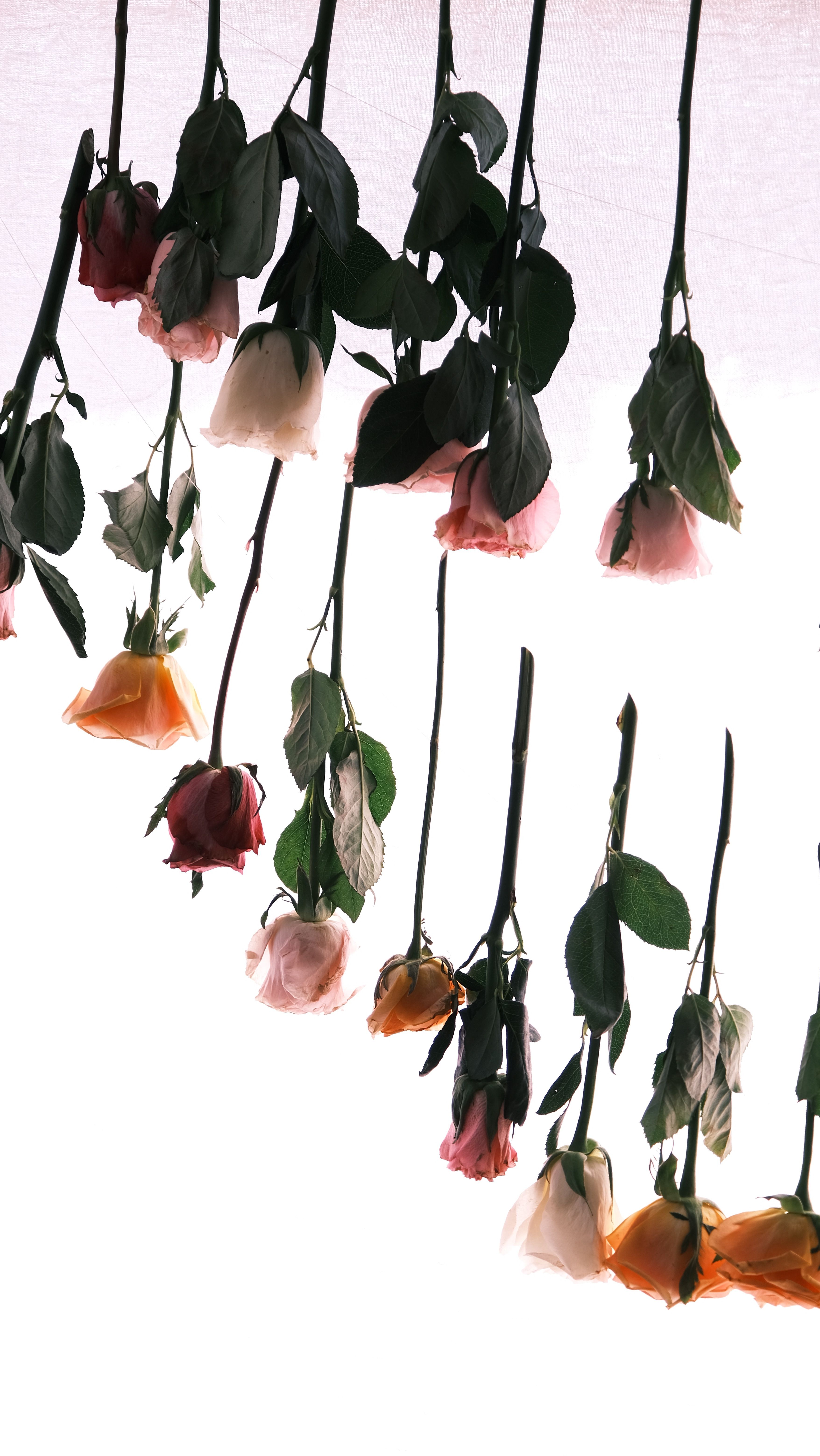 A bunch of flowers hanging from a string · Free Stock Photo