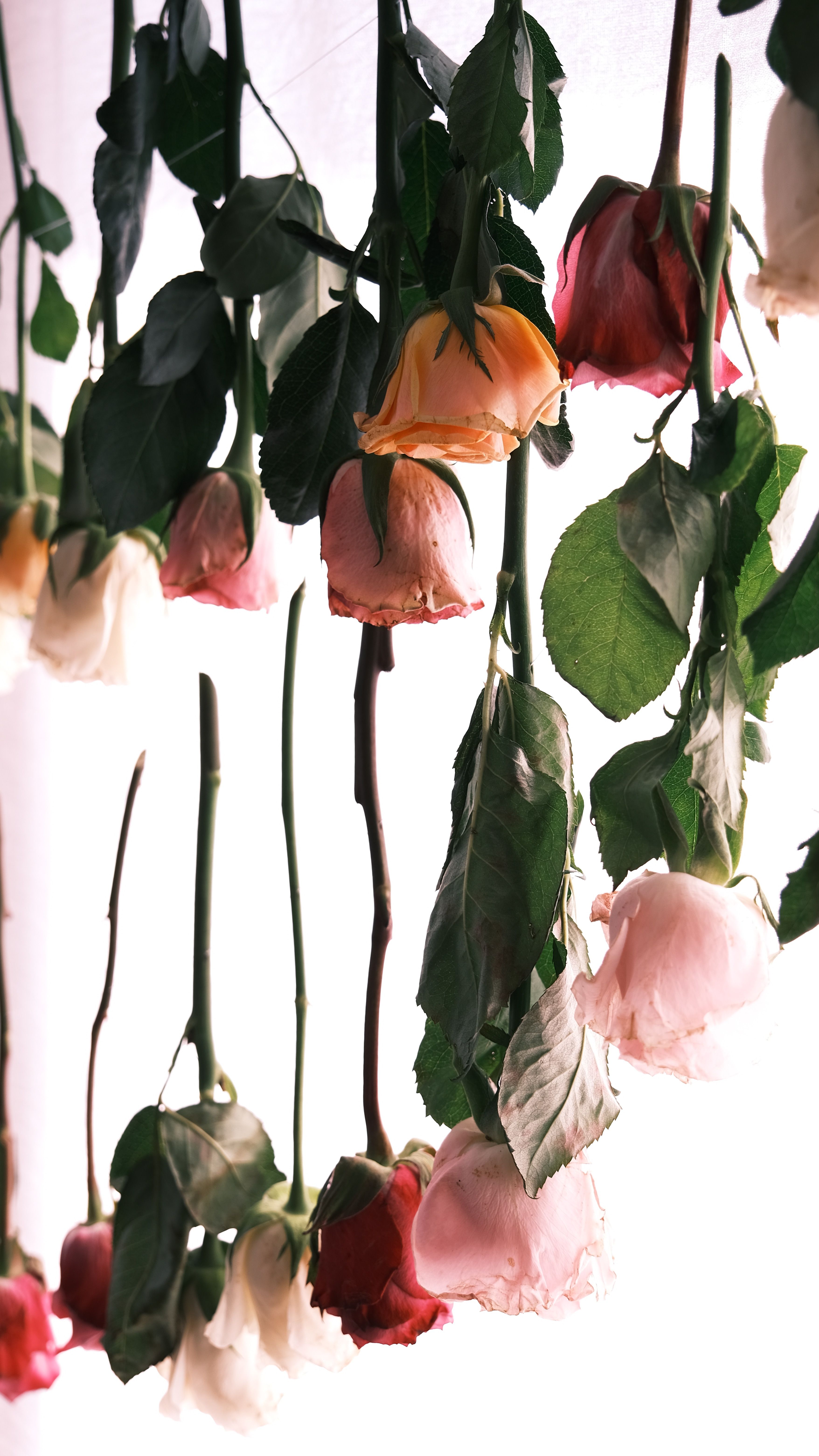 Roses Upside Down · Free Stock Photo