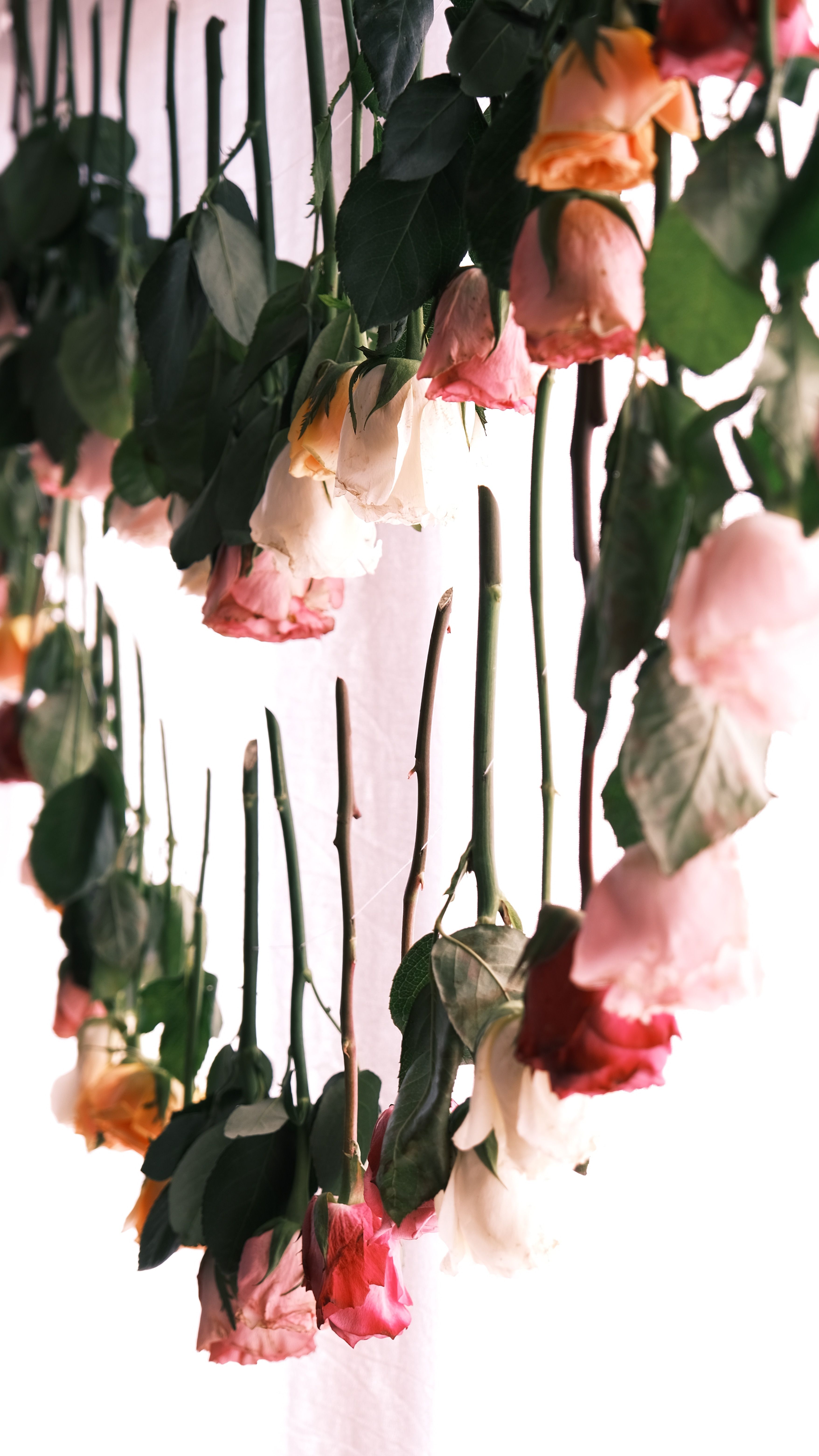 Roses Upside Down · Free Stock Photo