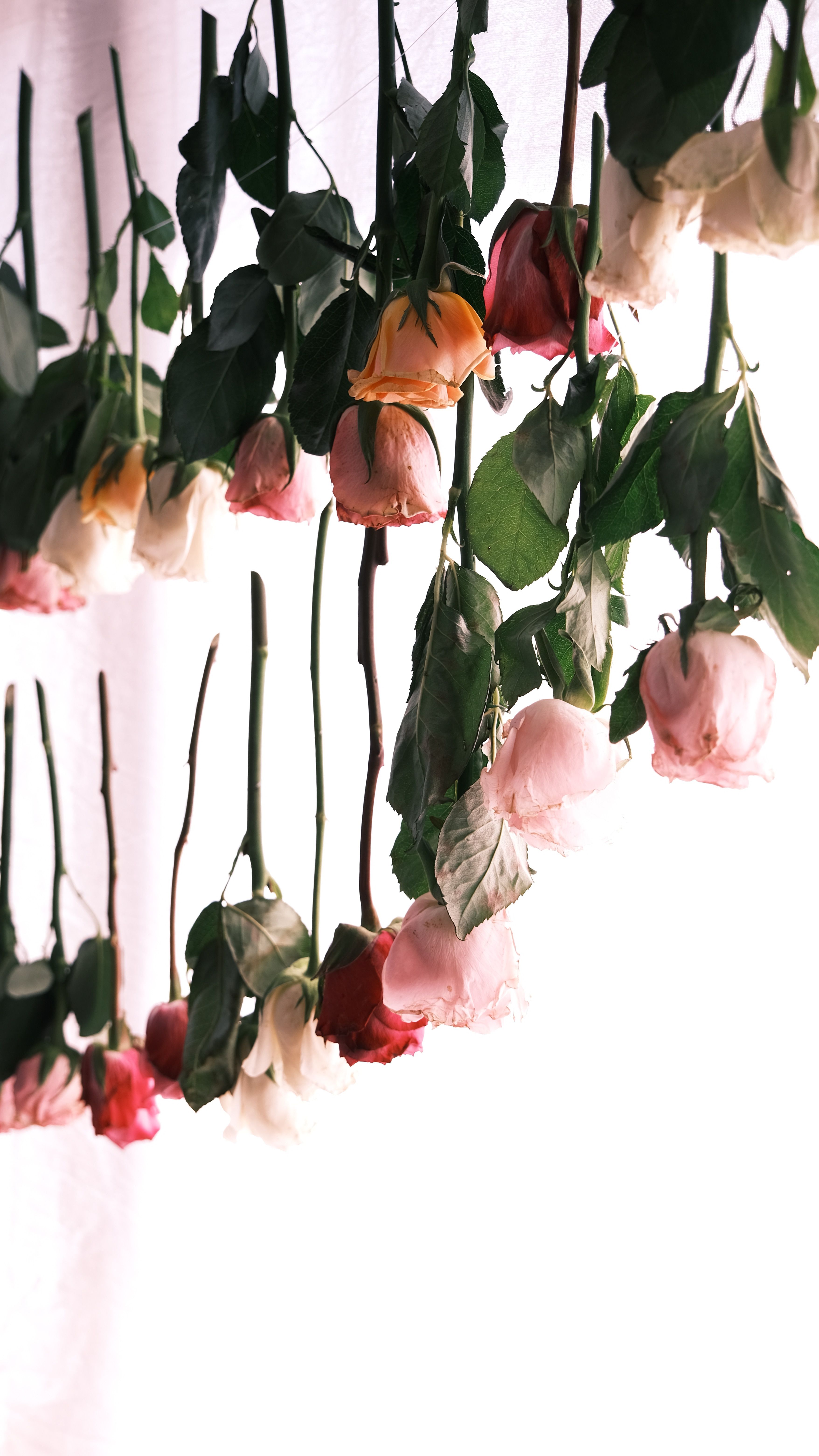 Colorful Roses Upside Down · Free Stock Photo