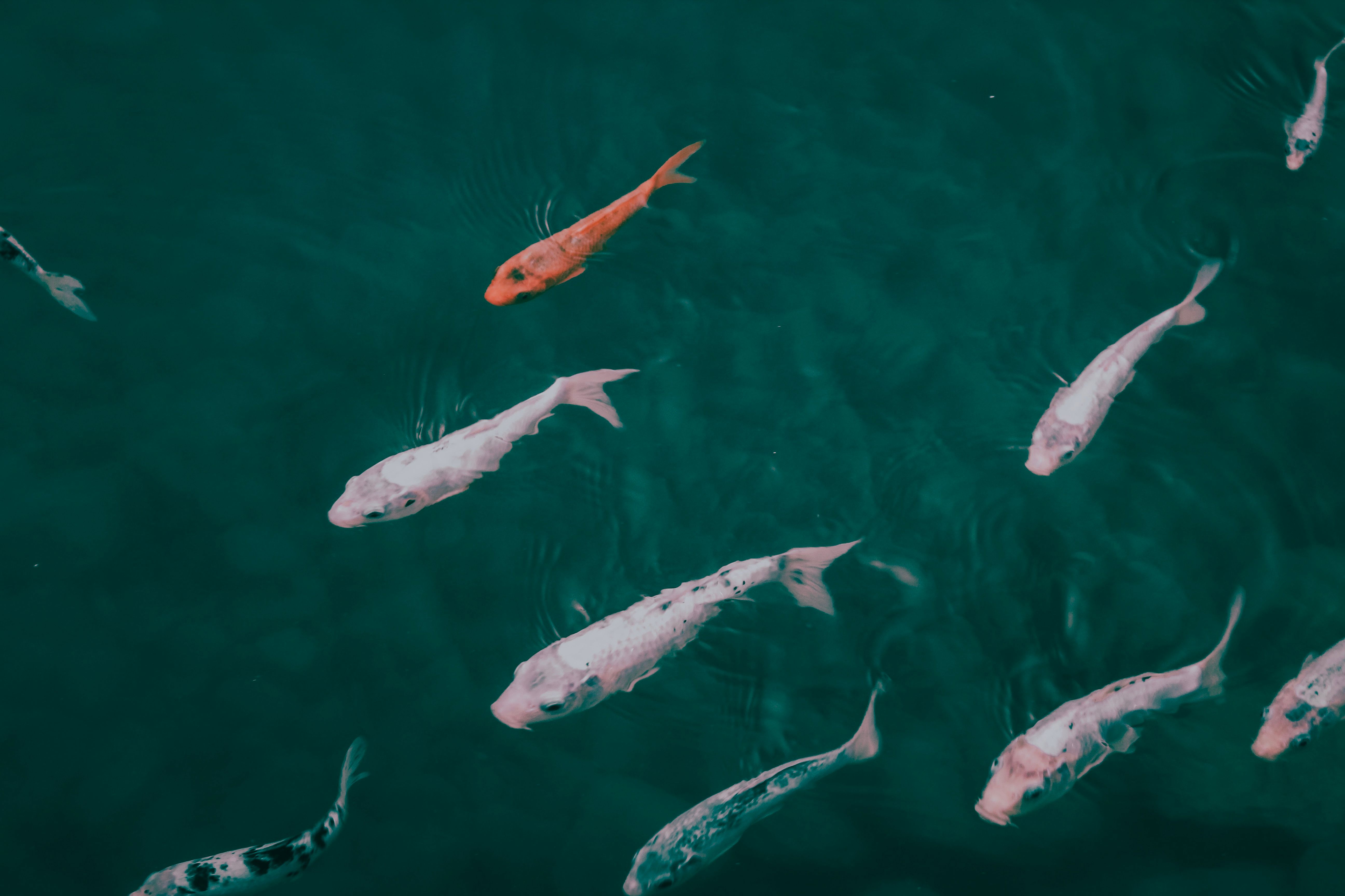 Fish Swimming in Water · Free Stock Photo