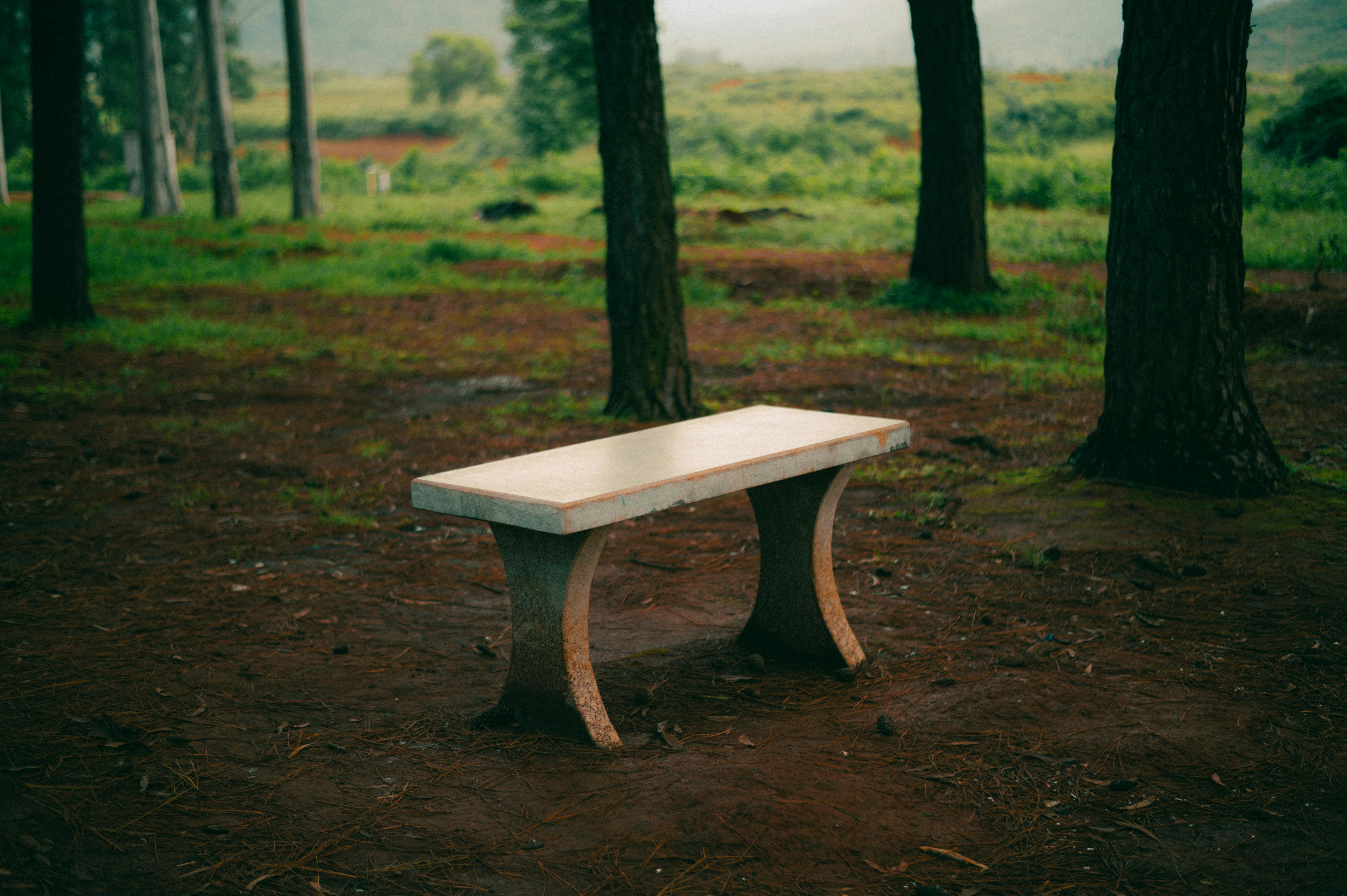 Wooden Bench in Forest · Free Stock Photo