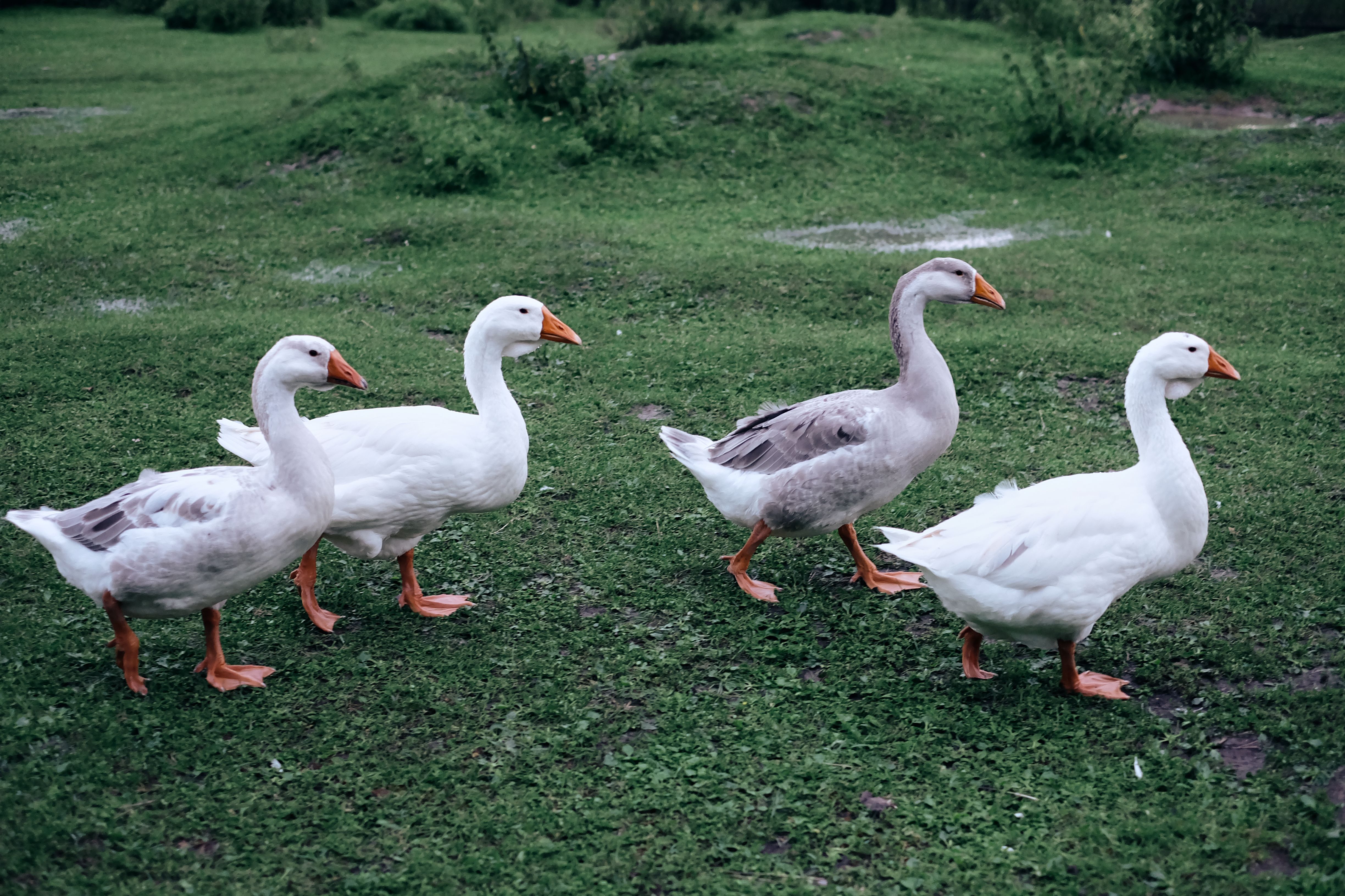 A Gaggle of Geese Walking on the Grass · Free Stock Photo