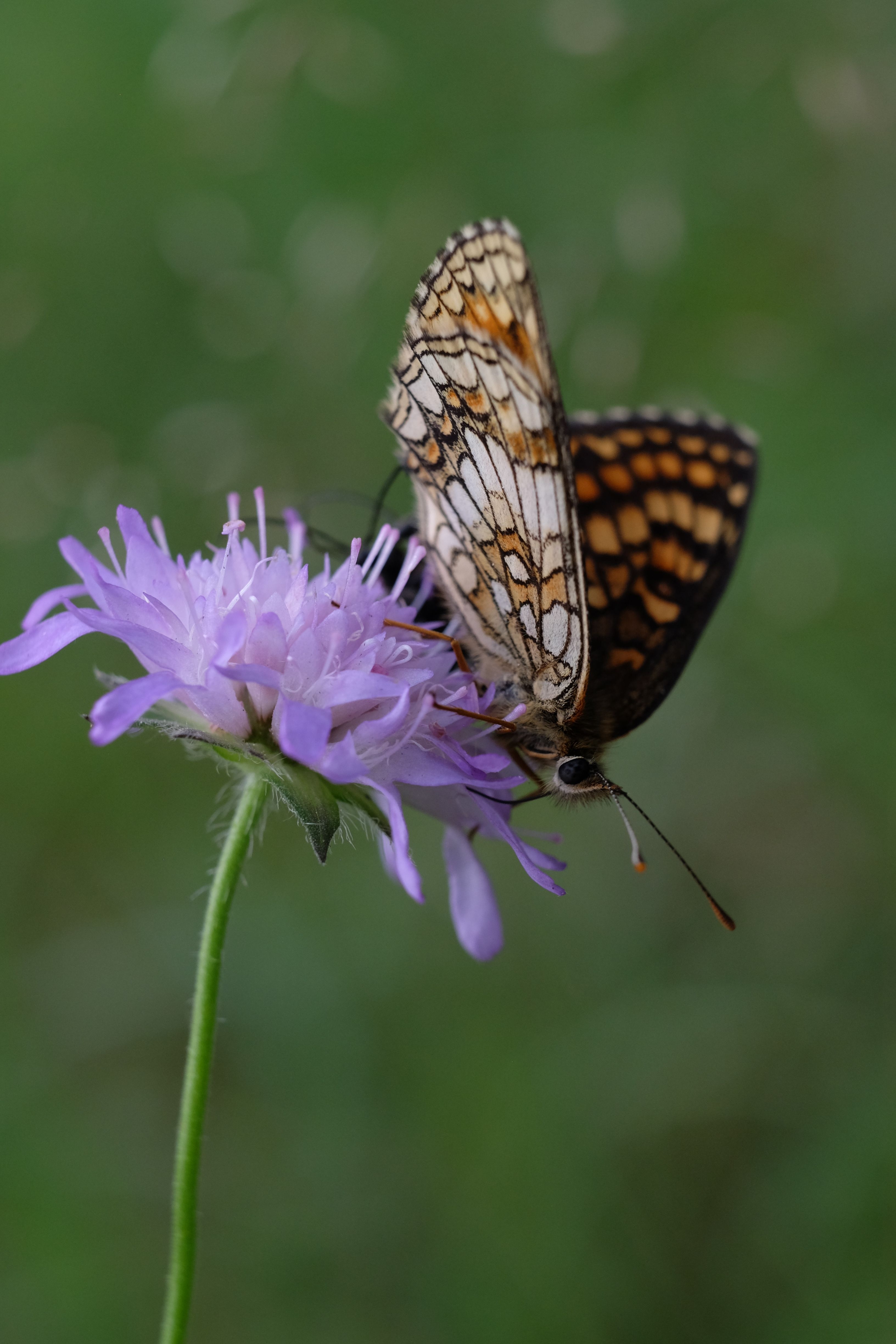 A butterfly is sitting on top of a purple flower · Free Stock Photo