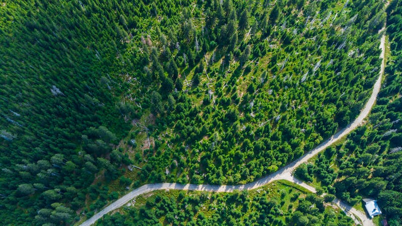 Forest Top View Photos, Download The BEST Free Forest Top View Stock ...