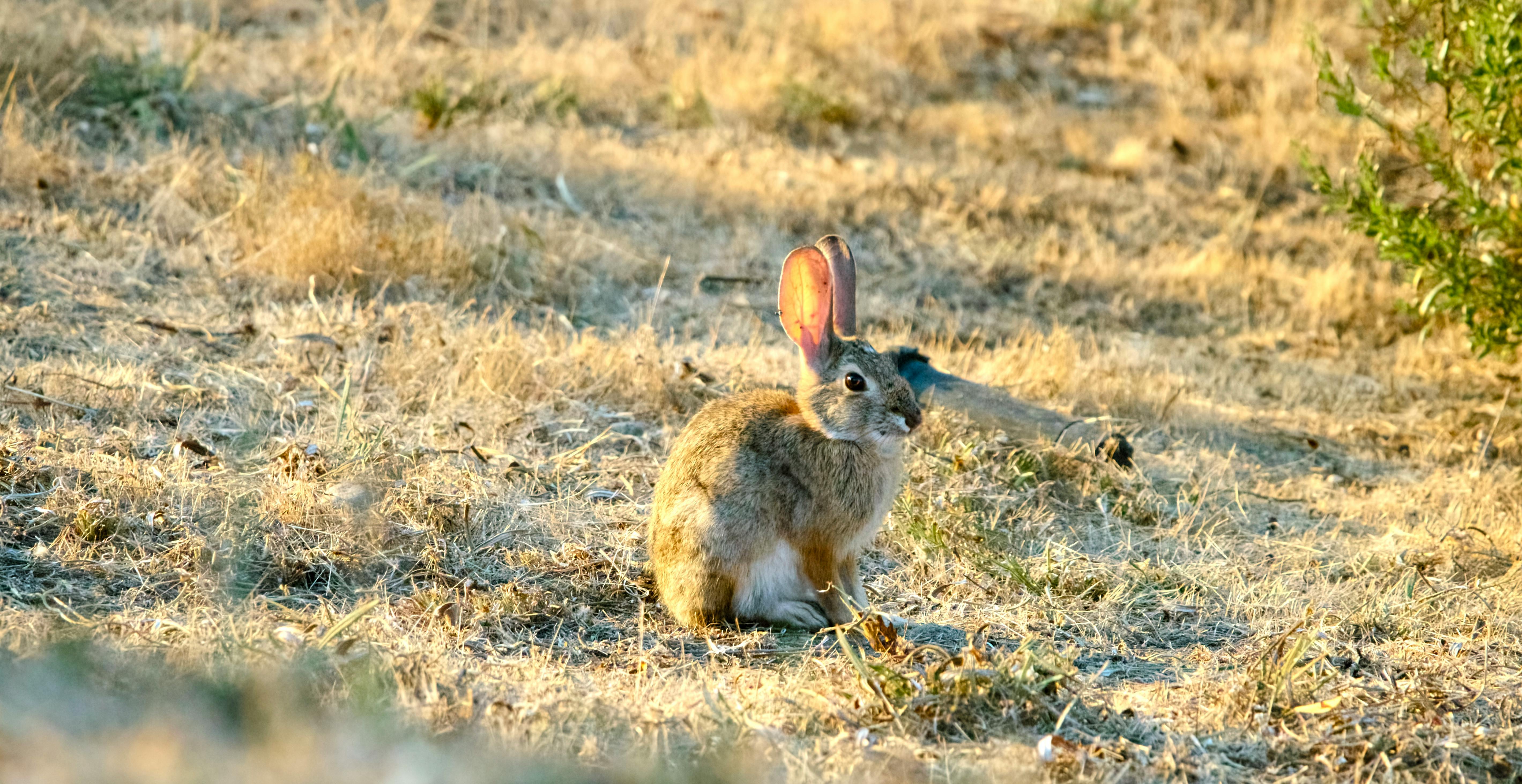 Jugged Hare Photos, Download The BEST Free Jugged Hare Stock Photos ...