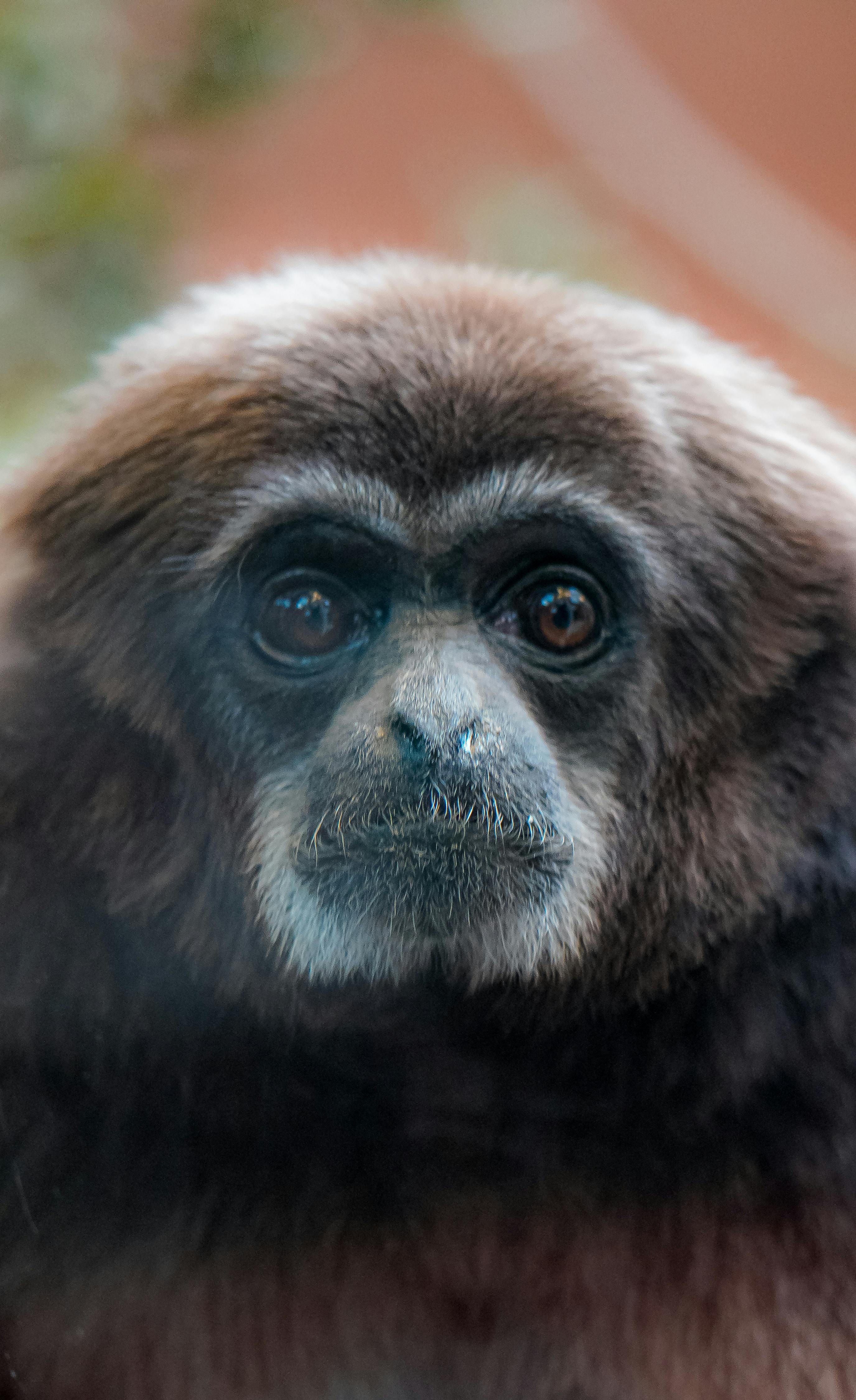 Two Gray Monkeys · Free Stock Photo