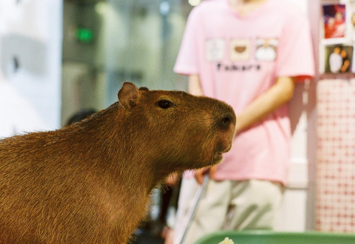 Capybara Profile Photos, Download The BEST Free Capybara Profile Stock ...