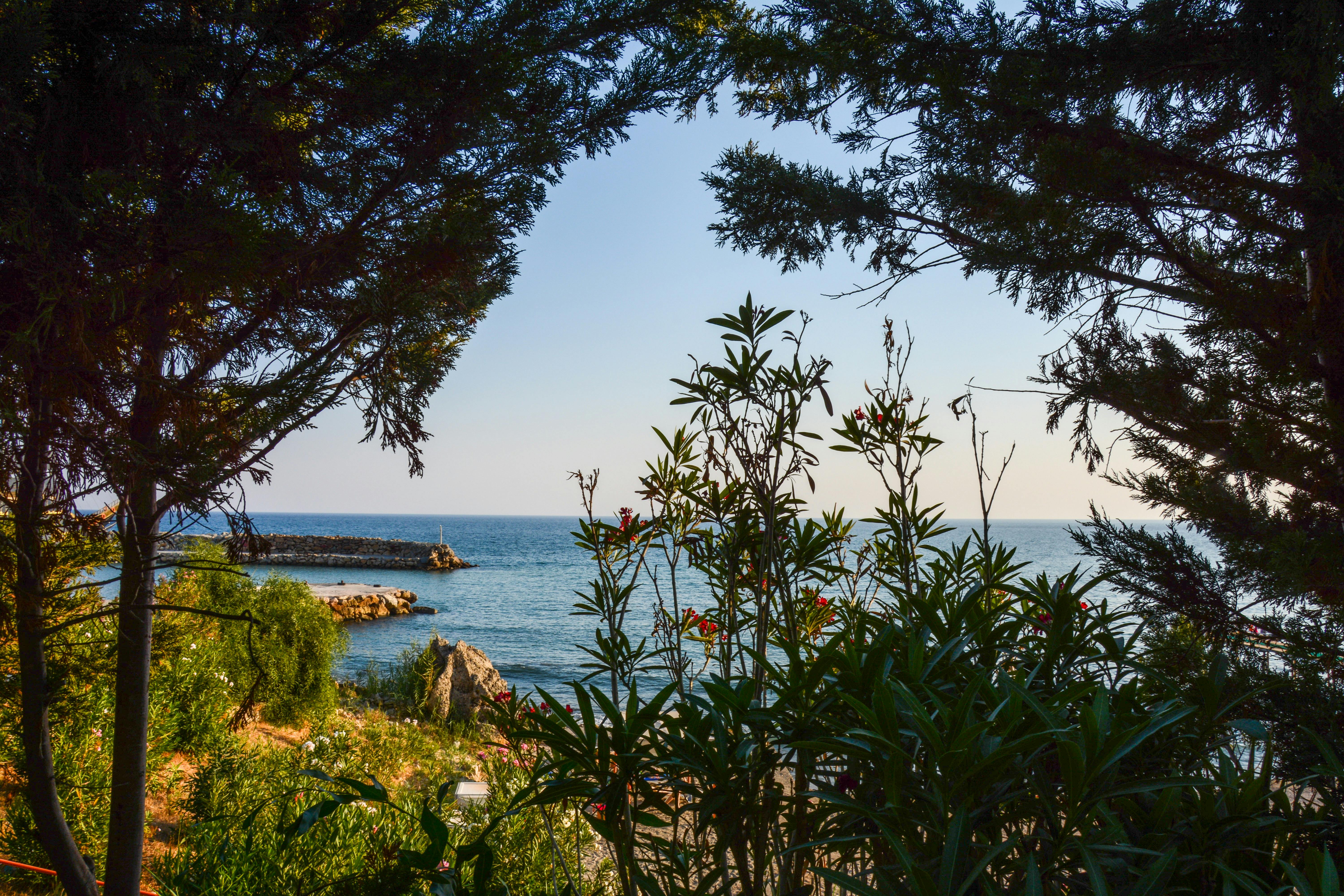 Trees on Sea Coast · Free Stock Photo