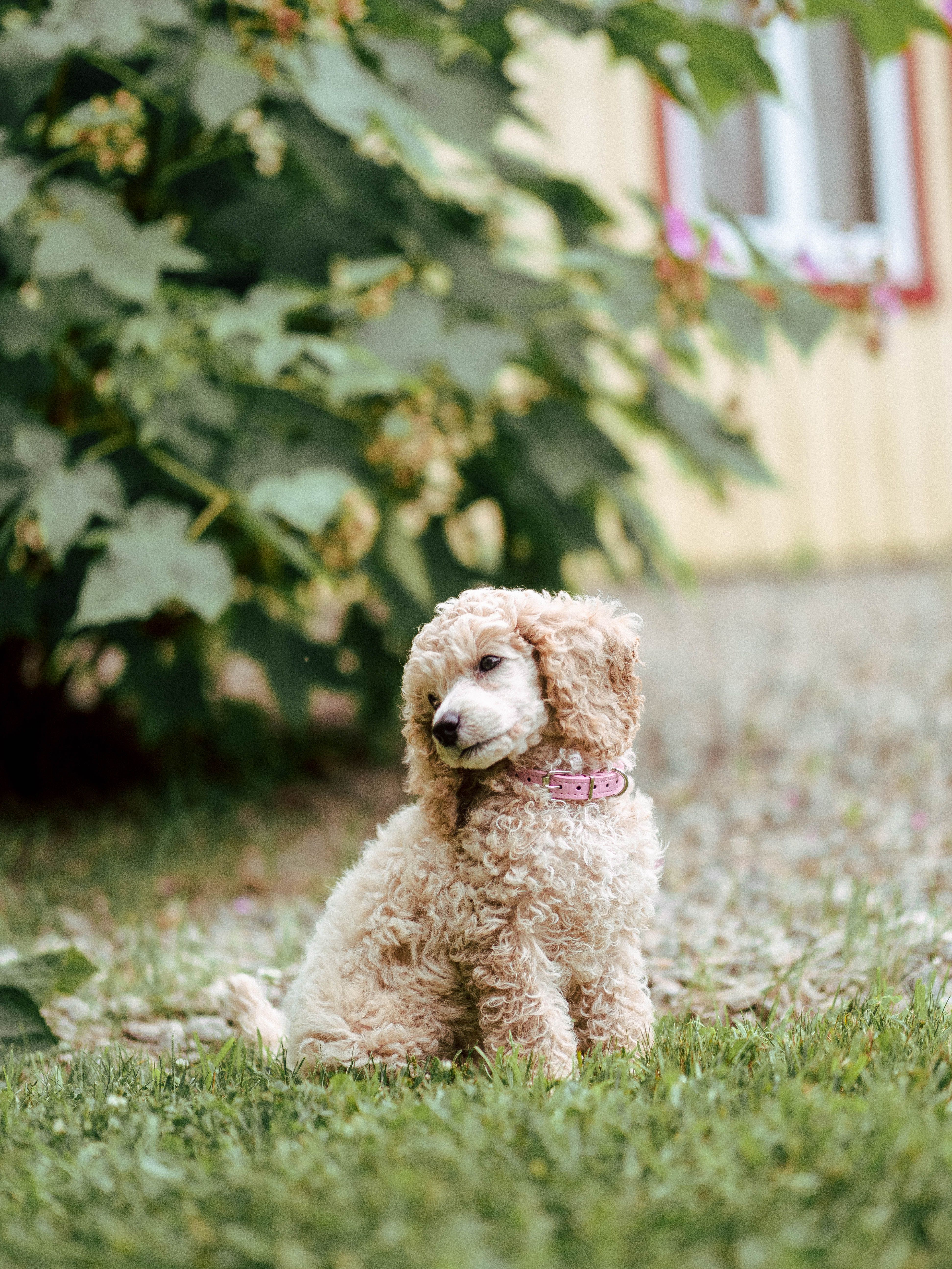 Poodle Puppy Relaxing Outdoors · Free Stock Photo