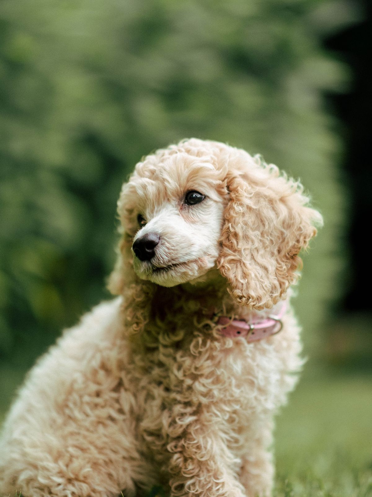 Cartoon Poodle Photos, Download The BEST Free Cartoon Poodle Stock ...