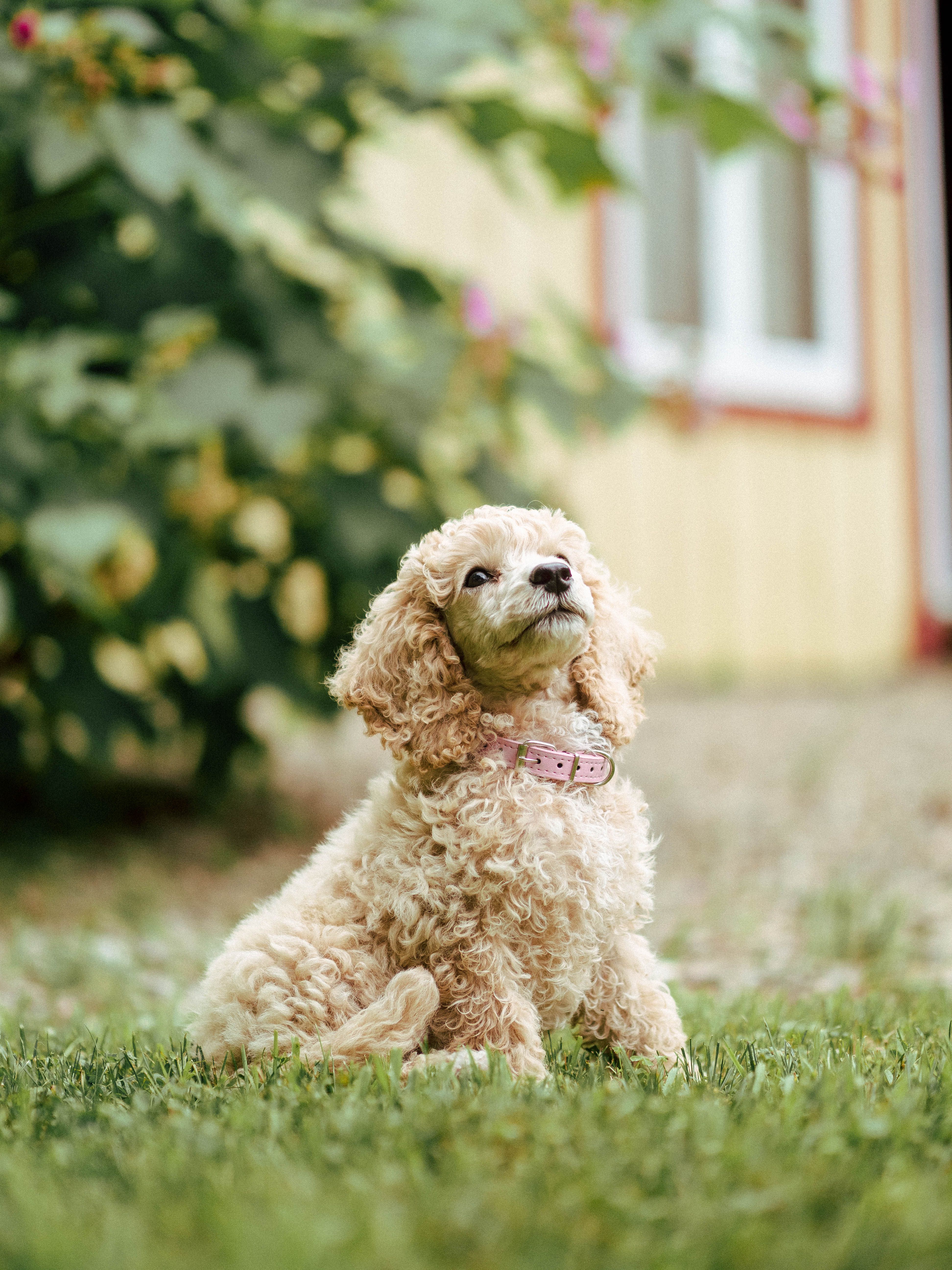Lockiger Welpe Mit Rosa Halsband Im Garten · Kostenloses Stock-Foto