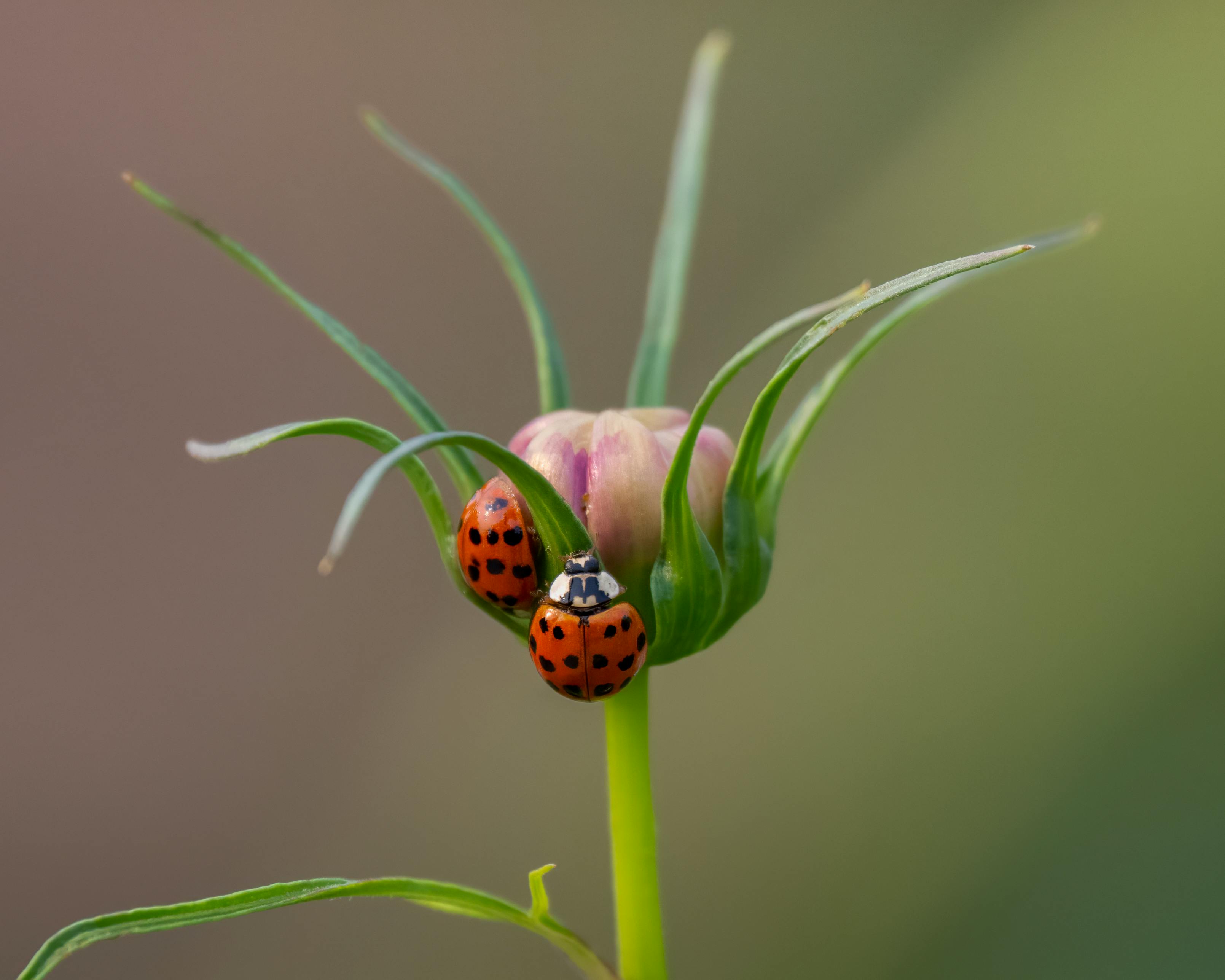Colorful Ladybugs Photos, Download The BEST Free Colorful Ladybugs ...