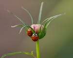 Ladybugs Photos, Download The BEST Free Ladybugs Stock Photos & HD Images