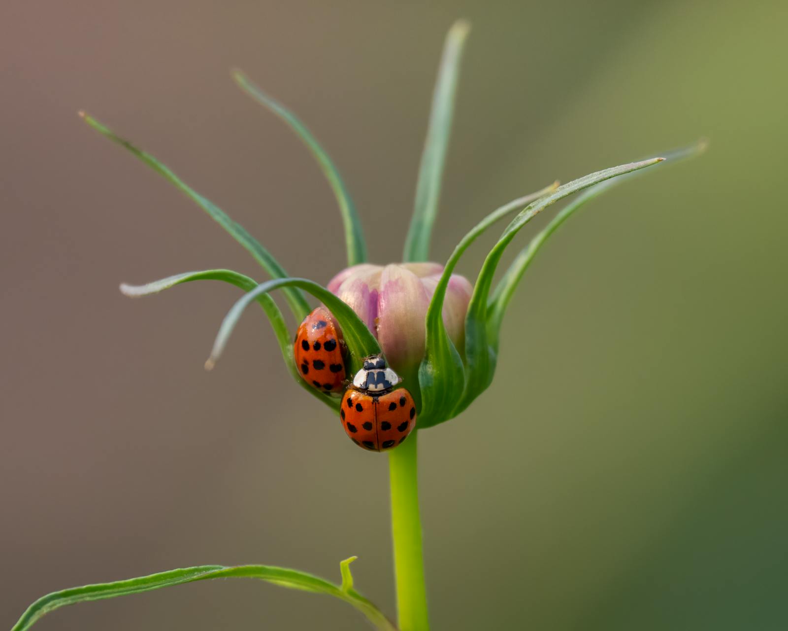 Ladybugs Photos, Download The BEST Free Ladybugs Stock Photos & HD Images