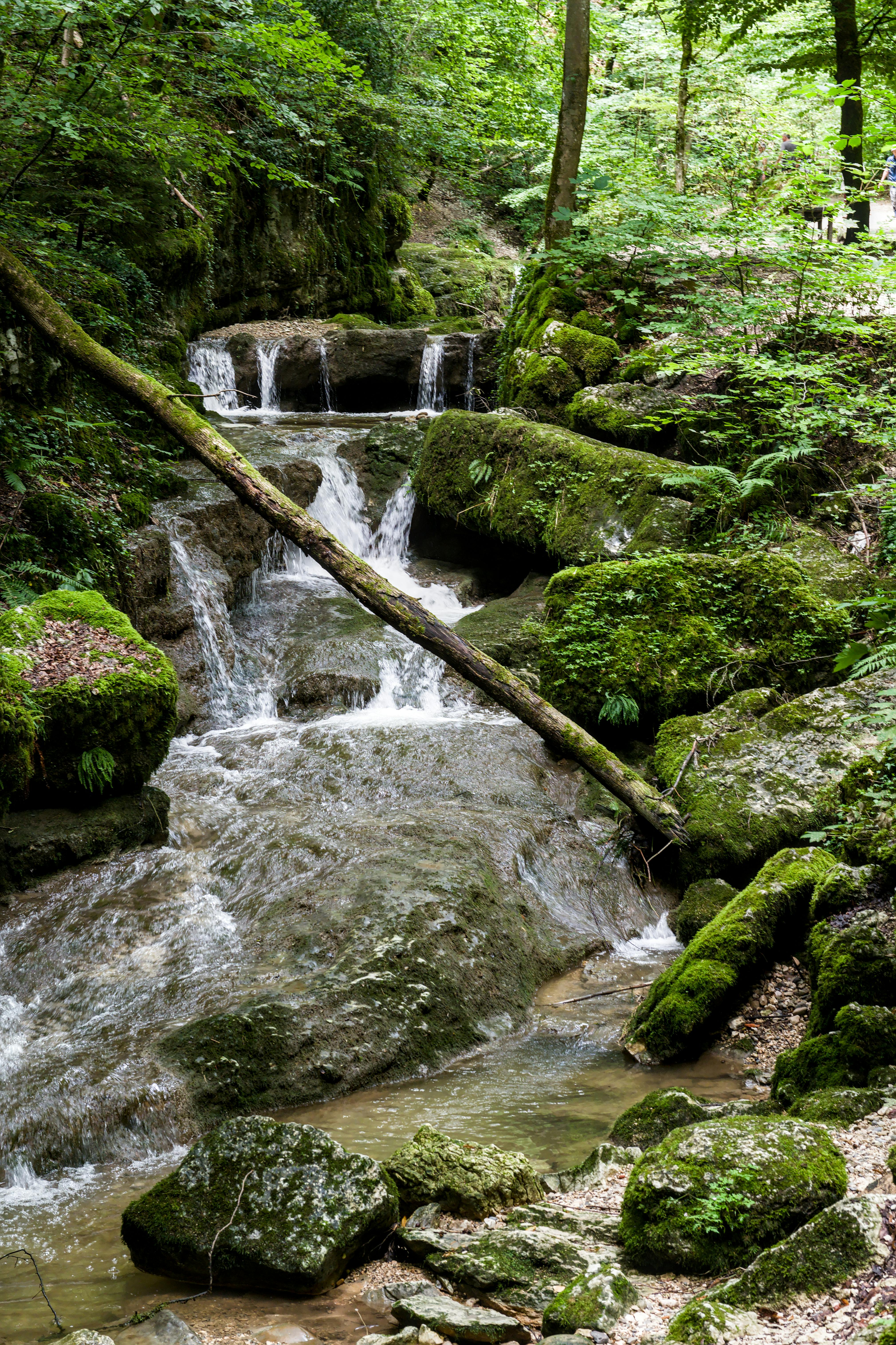 A small stream flowing through a forested area · Free Stock Photo