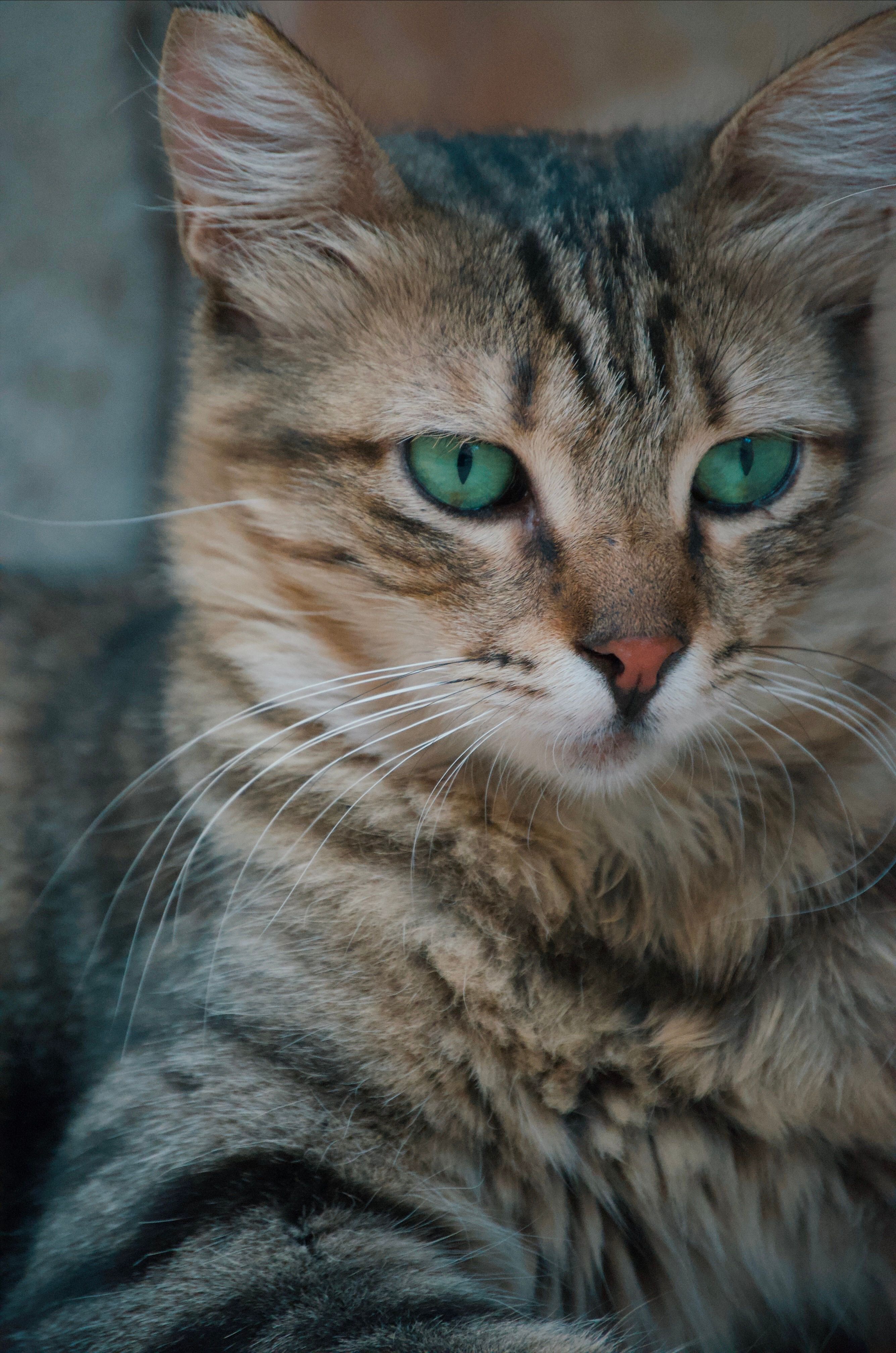 Primer Plano De Un Gato Atigrado Con Ojos Verdes · Foto de stock gratuita