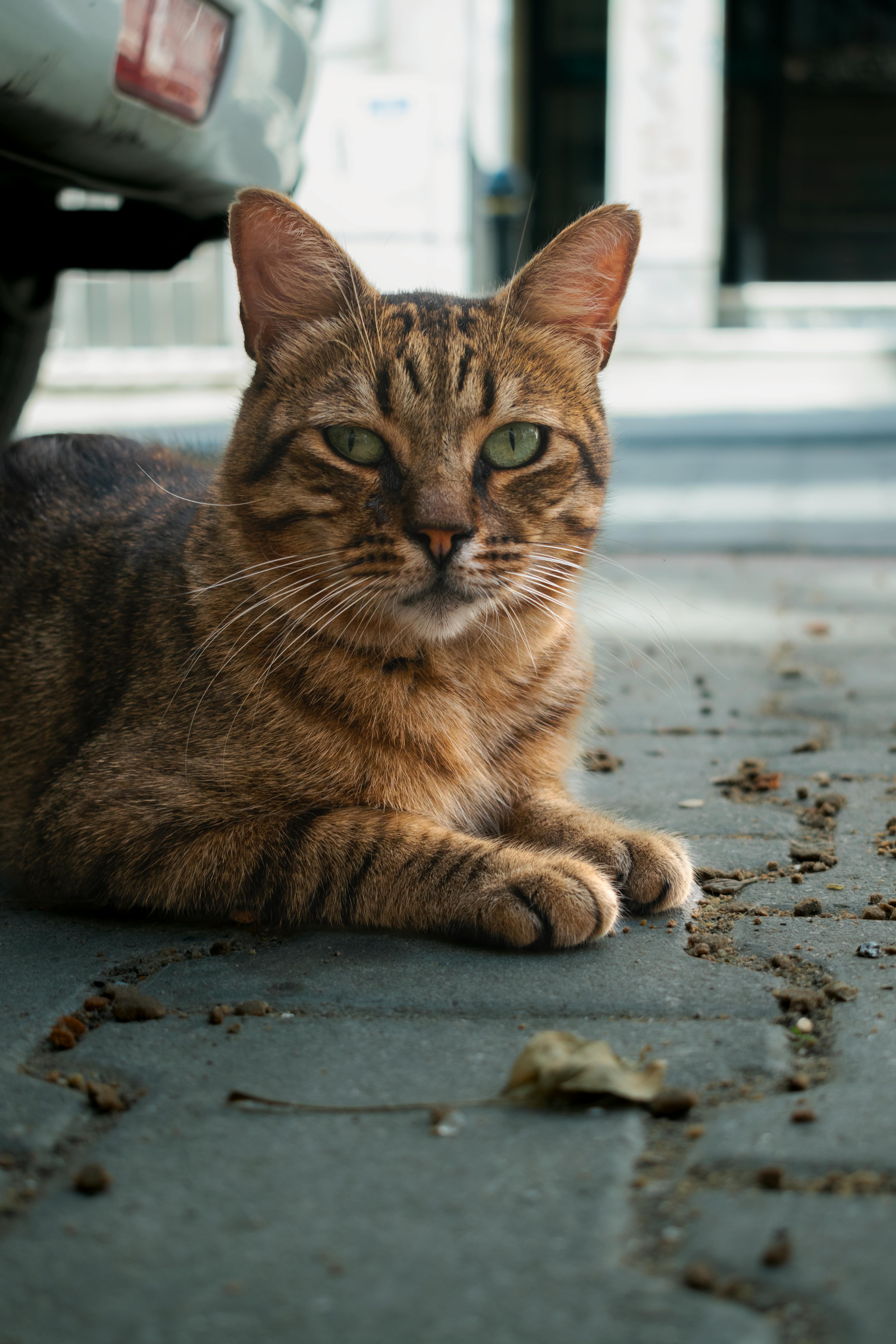 Portrait of Brown Cat in a Pavement · Free Stock Photo
