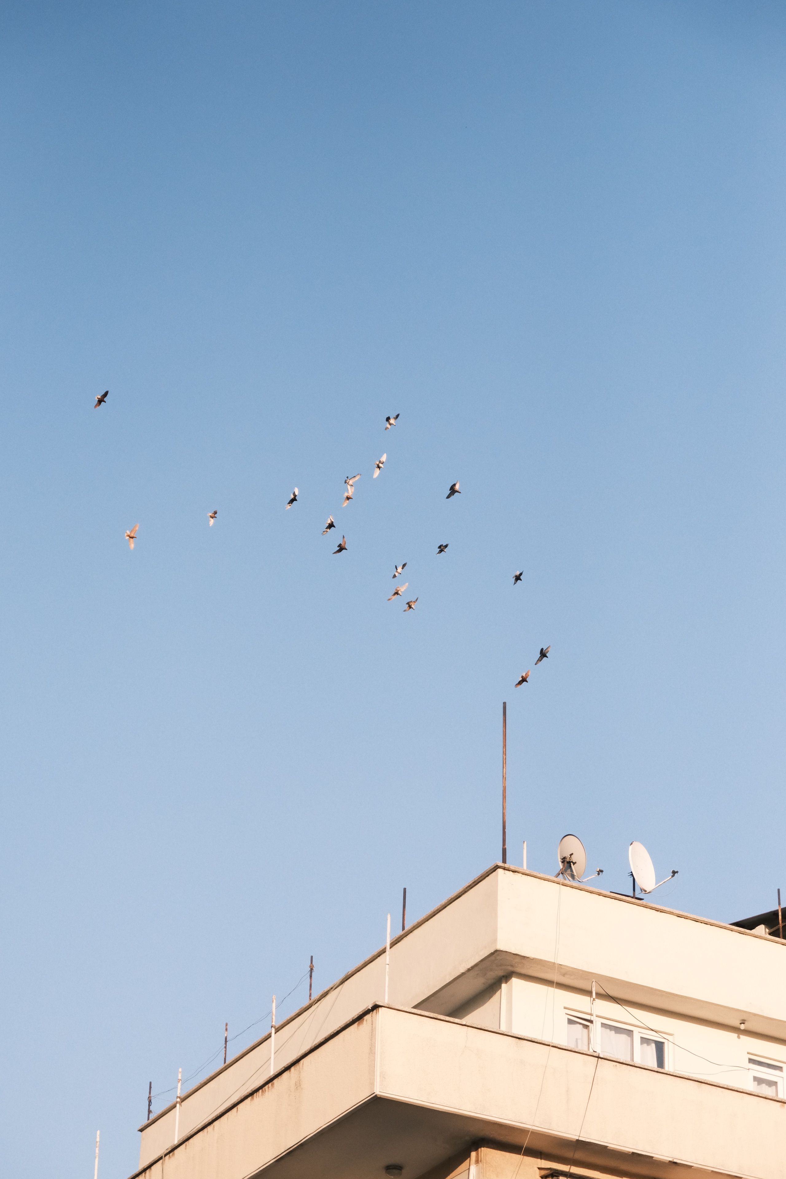 Birds Flying over Residential Building · Free Stock Photo