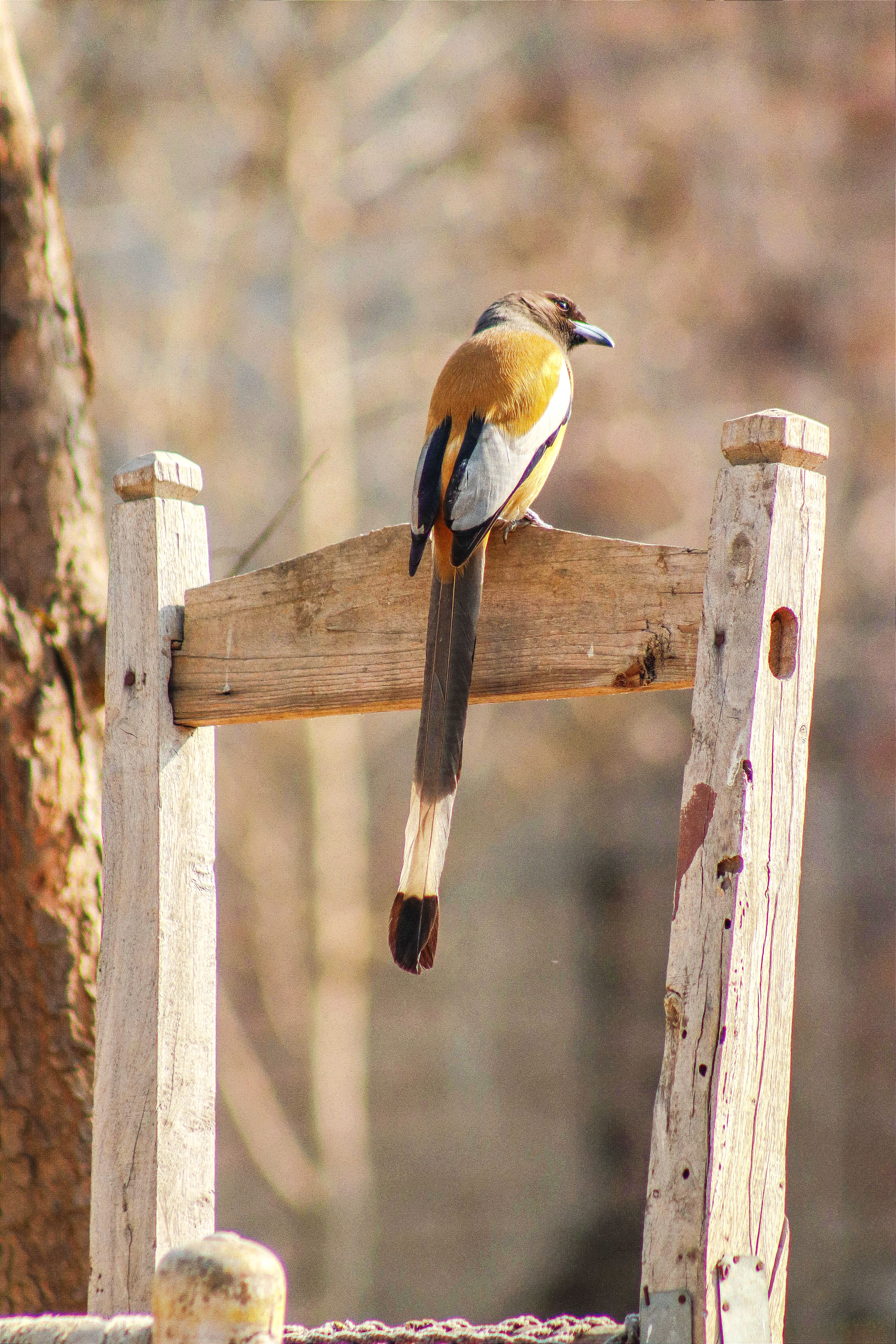 Forest Perch Photos, Download The BEST Free Forest Perch Stock Photos ...