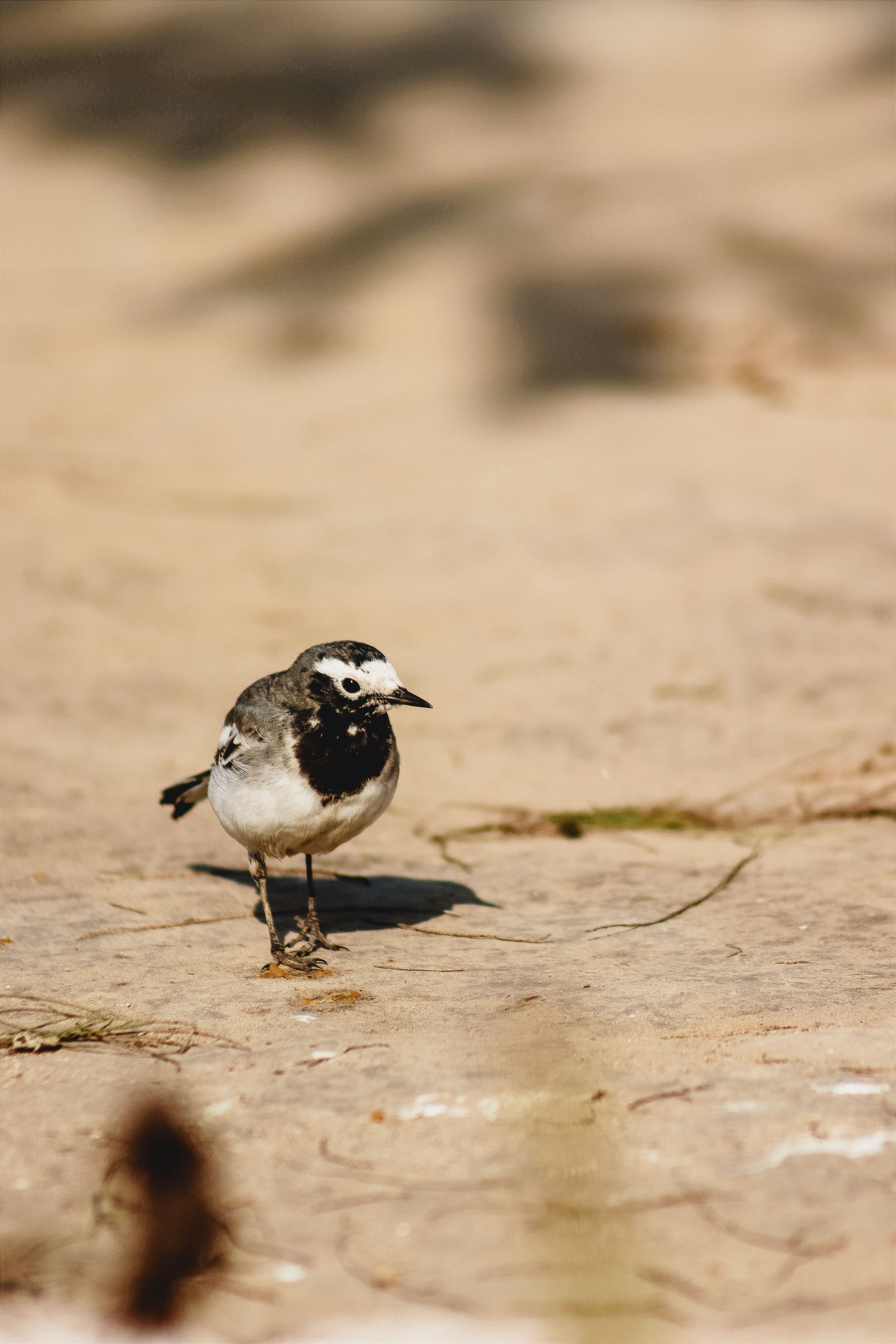 A small bird standing on a rock · Free Stock Photo