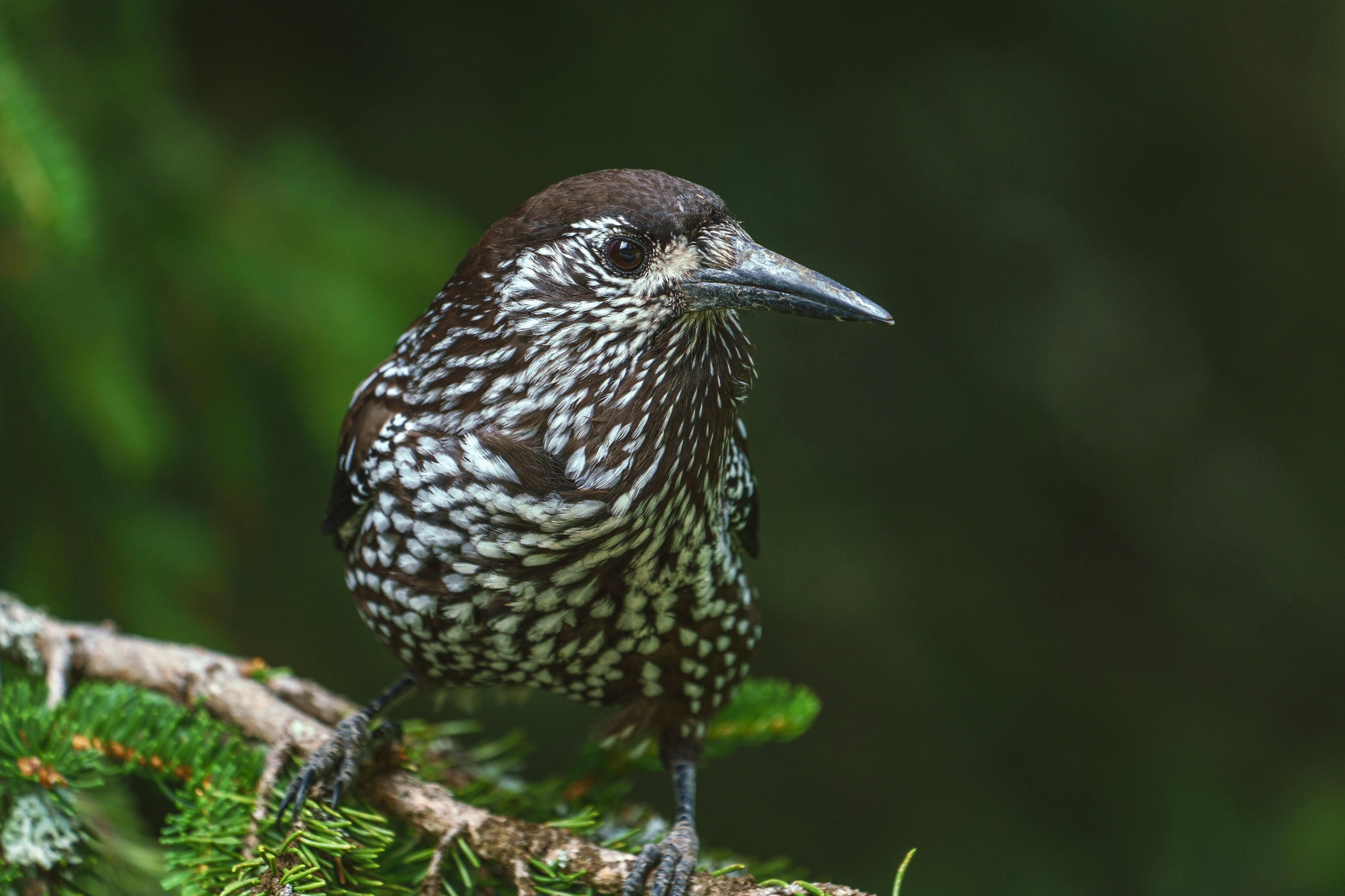 Ace Jay Photos, Download The BEST Free Ace Jay Stock Photos & HD Images