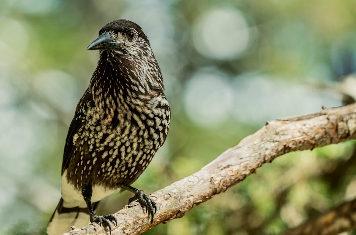 Wild Bird Photos, Download The BEST Free Wild Bird Stock Photos & HD Images
