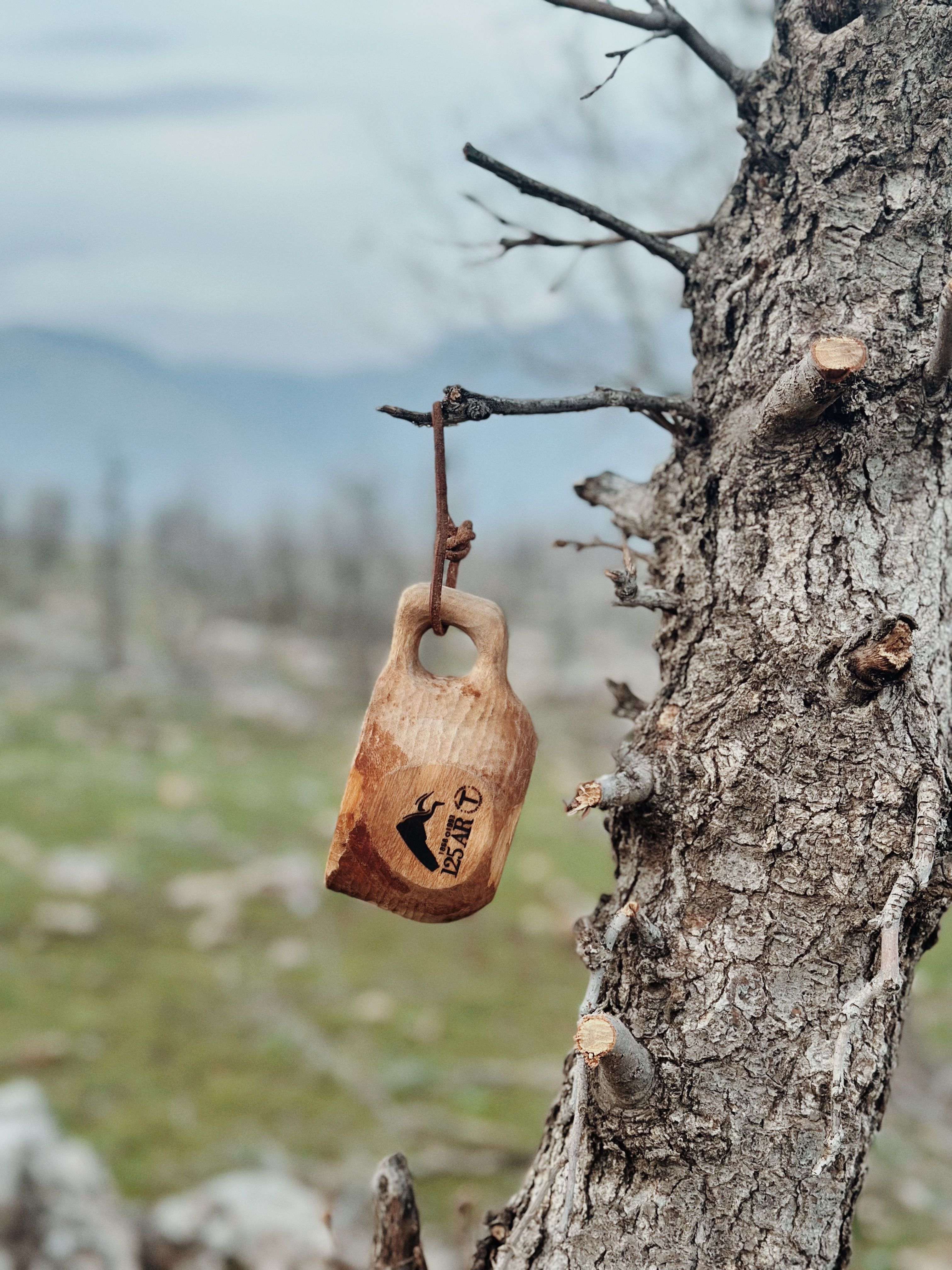 Cup Hanging on a Tree · Free Stock Photo