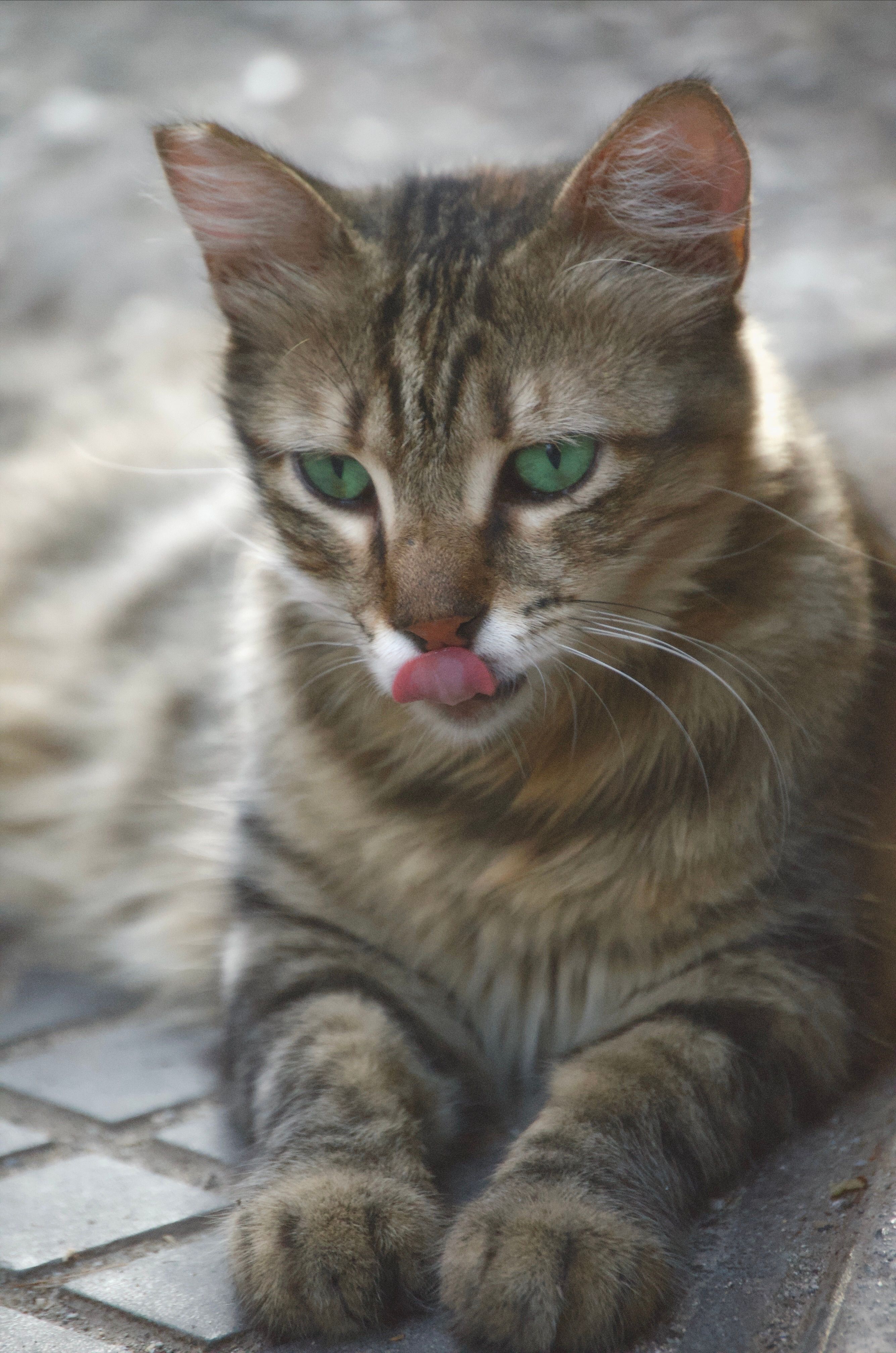 Short-fur Brown Cat Close-up Photography · Free Stock Photo