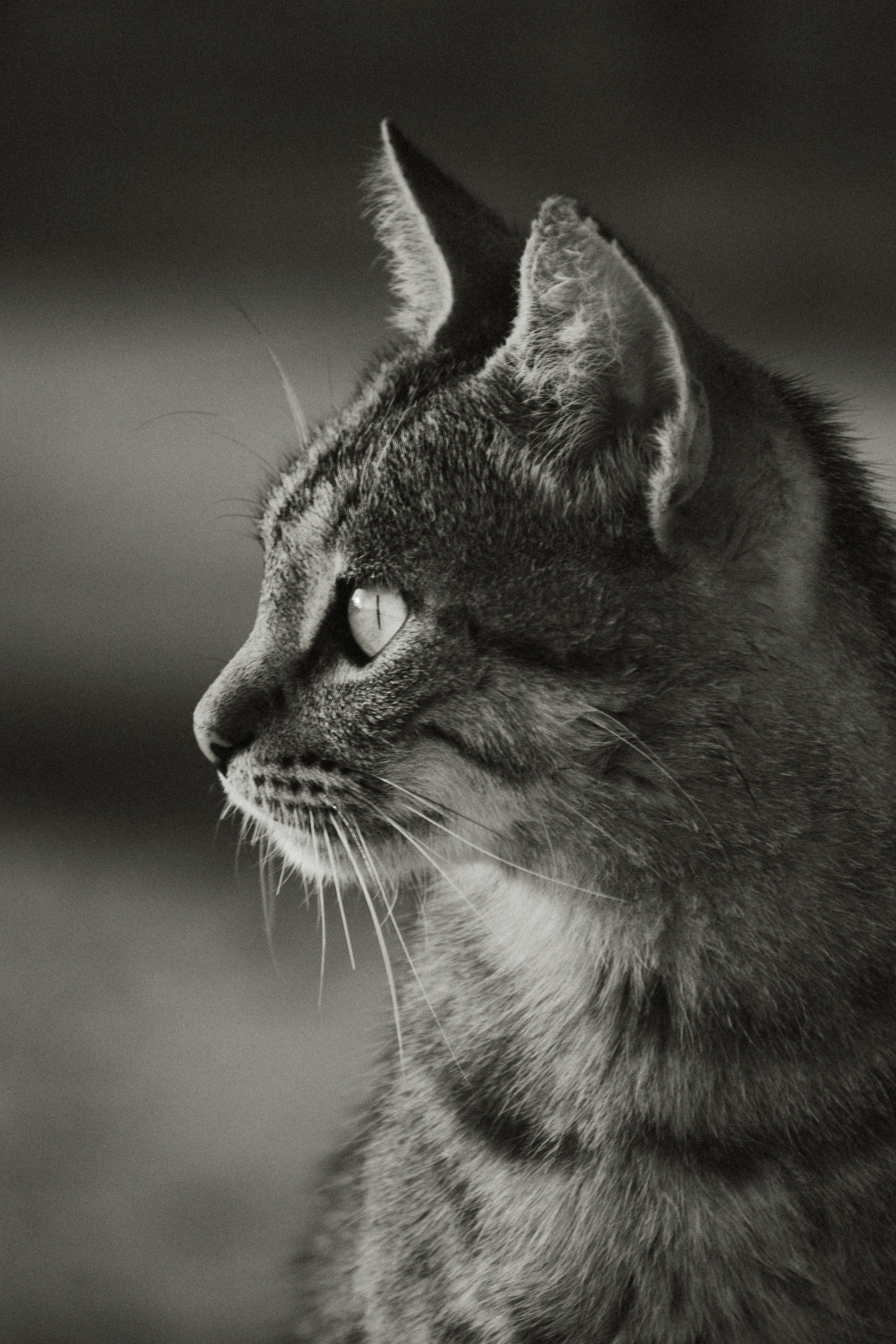 Portrait of Cat in Black and White · Free Stock Photo