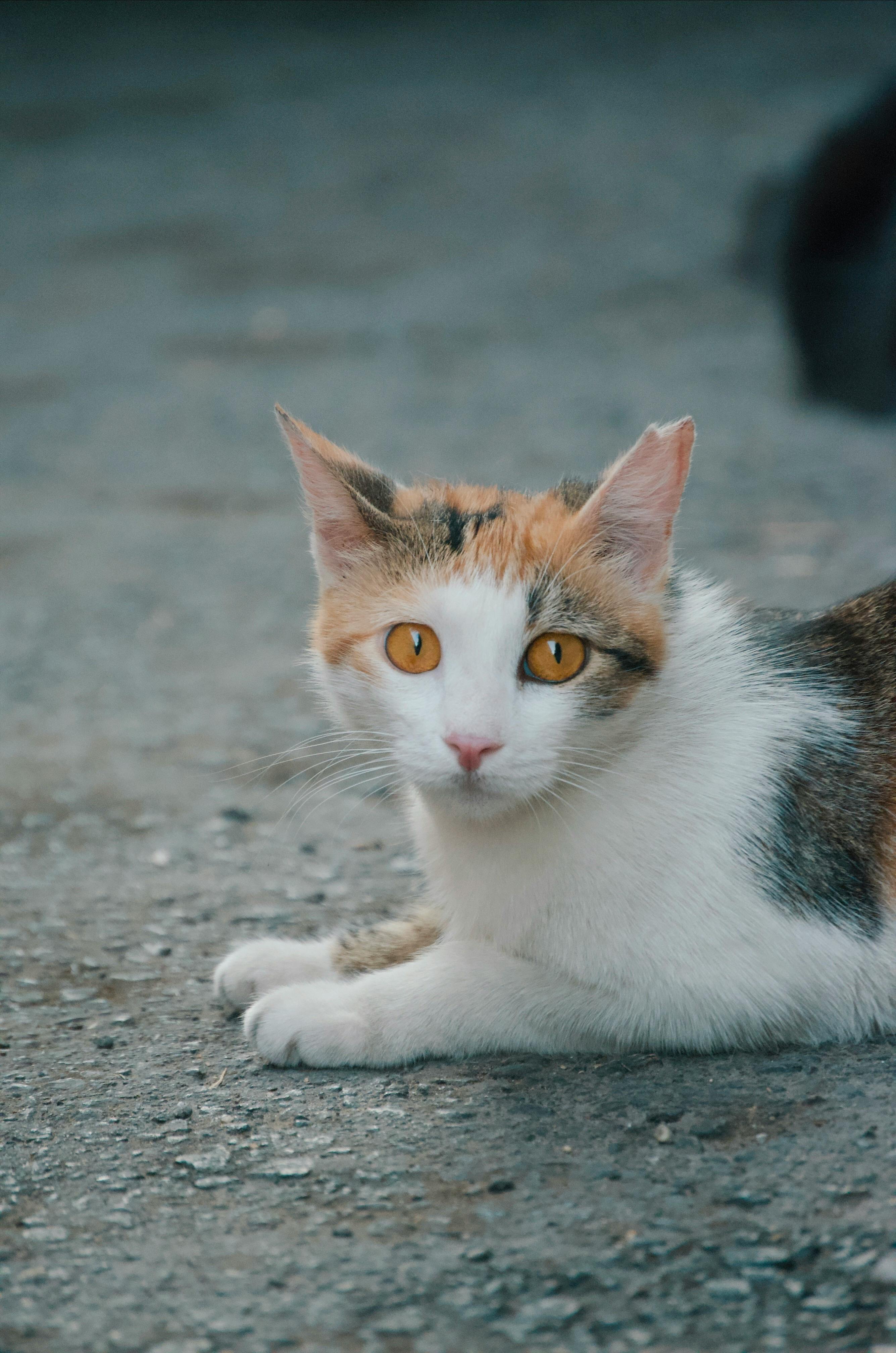 Closeup Up Photography of Tri Color Kitten · Free Stock Photo