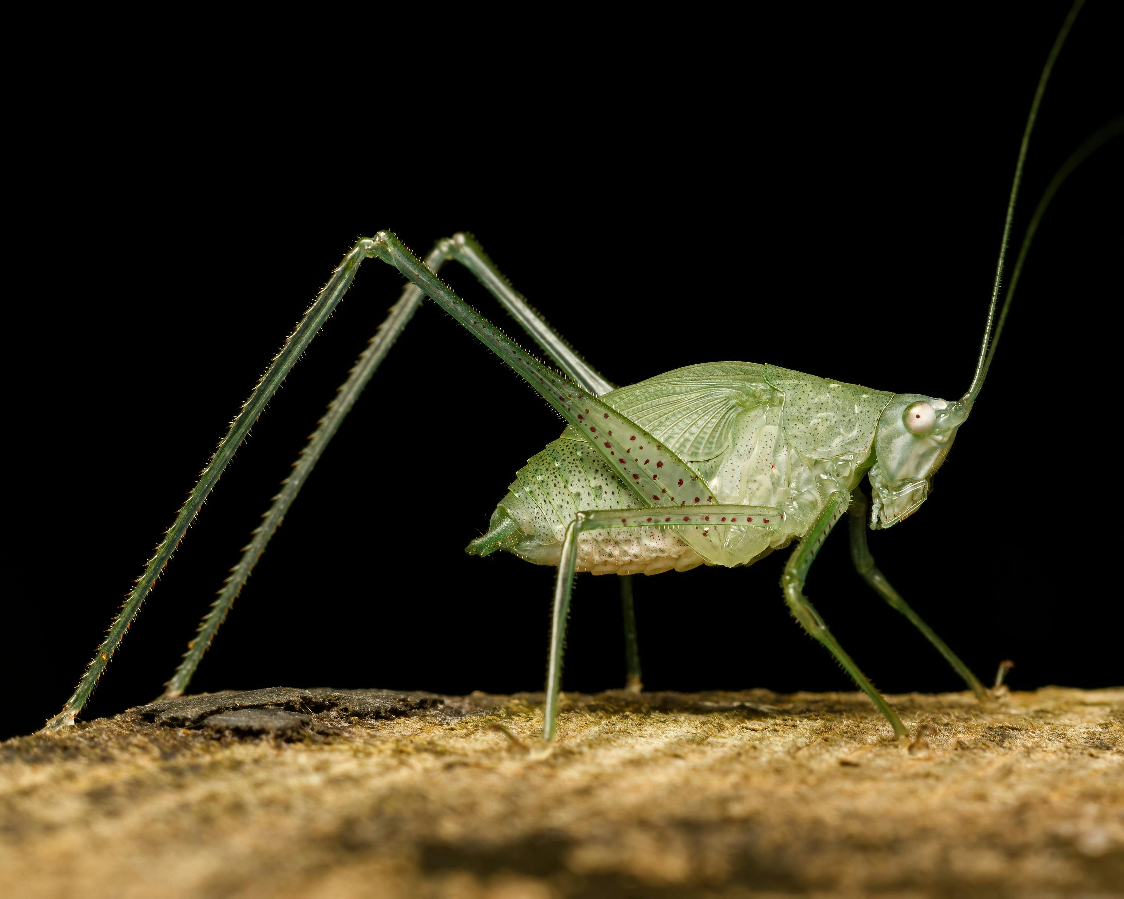 60 000+ Insect Profile banque d’images et photos libres de droit ...