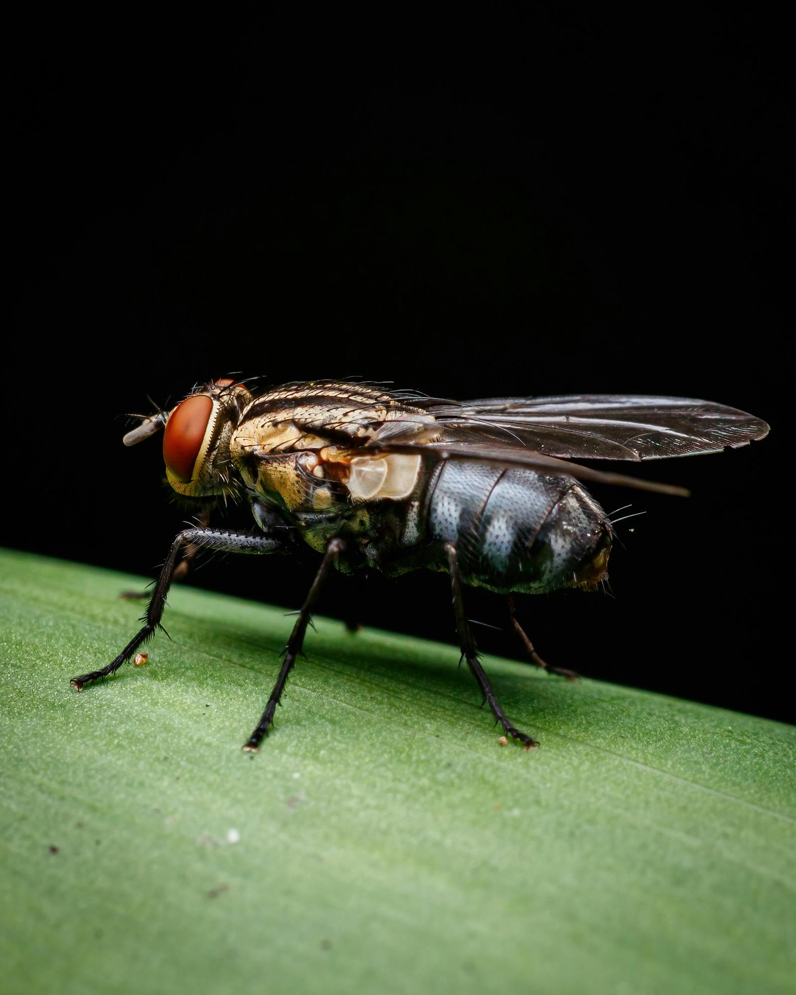 Fly Fishing Photos, Download The BEST Free Fly Fishing Stock Photos ...