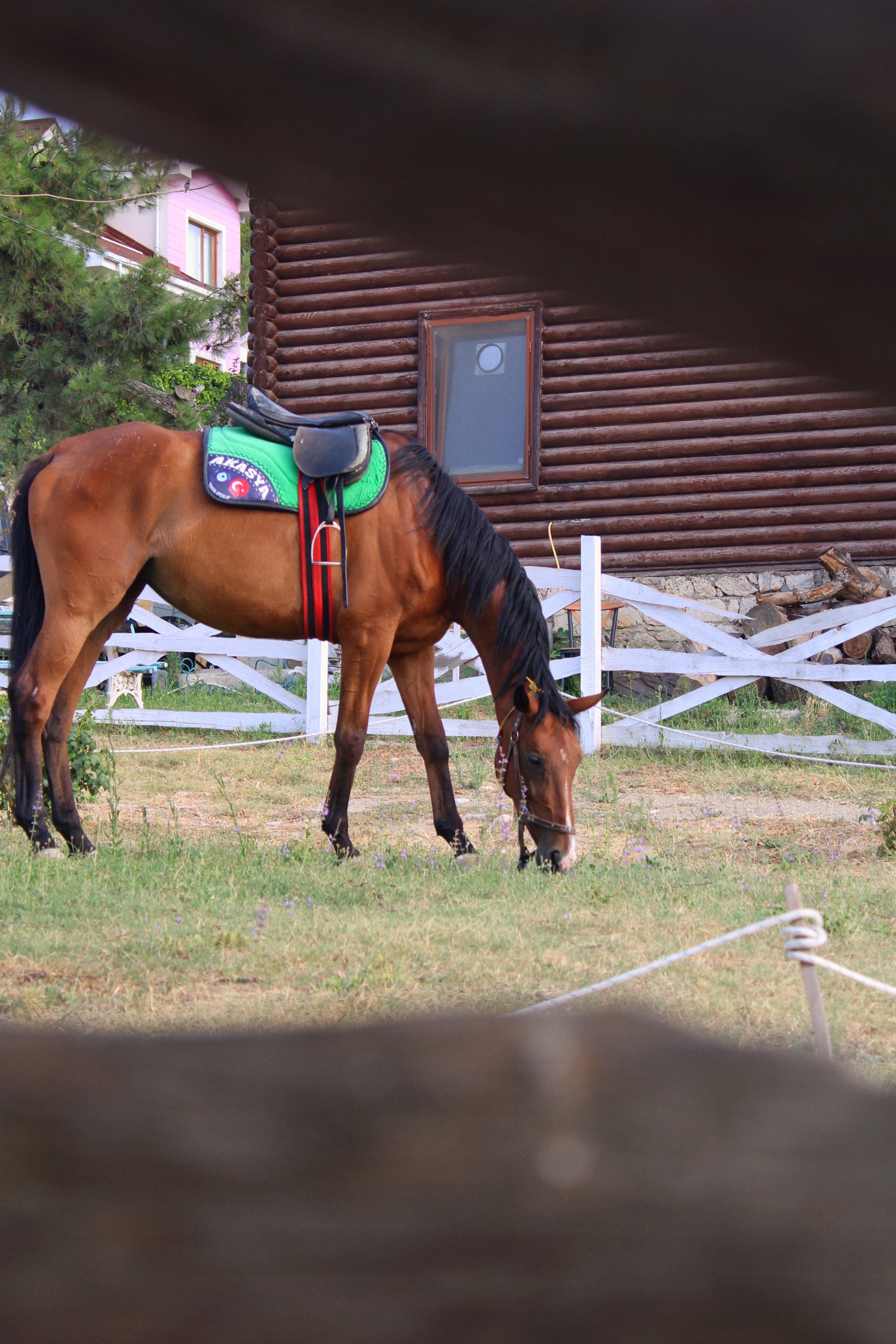 A horse with a saddle on its back · Free Stock Photo
