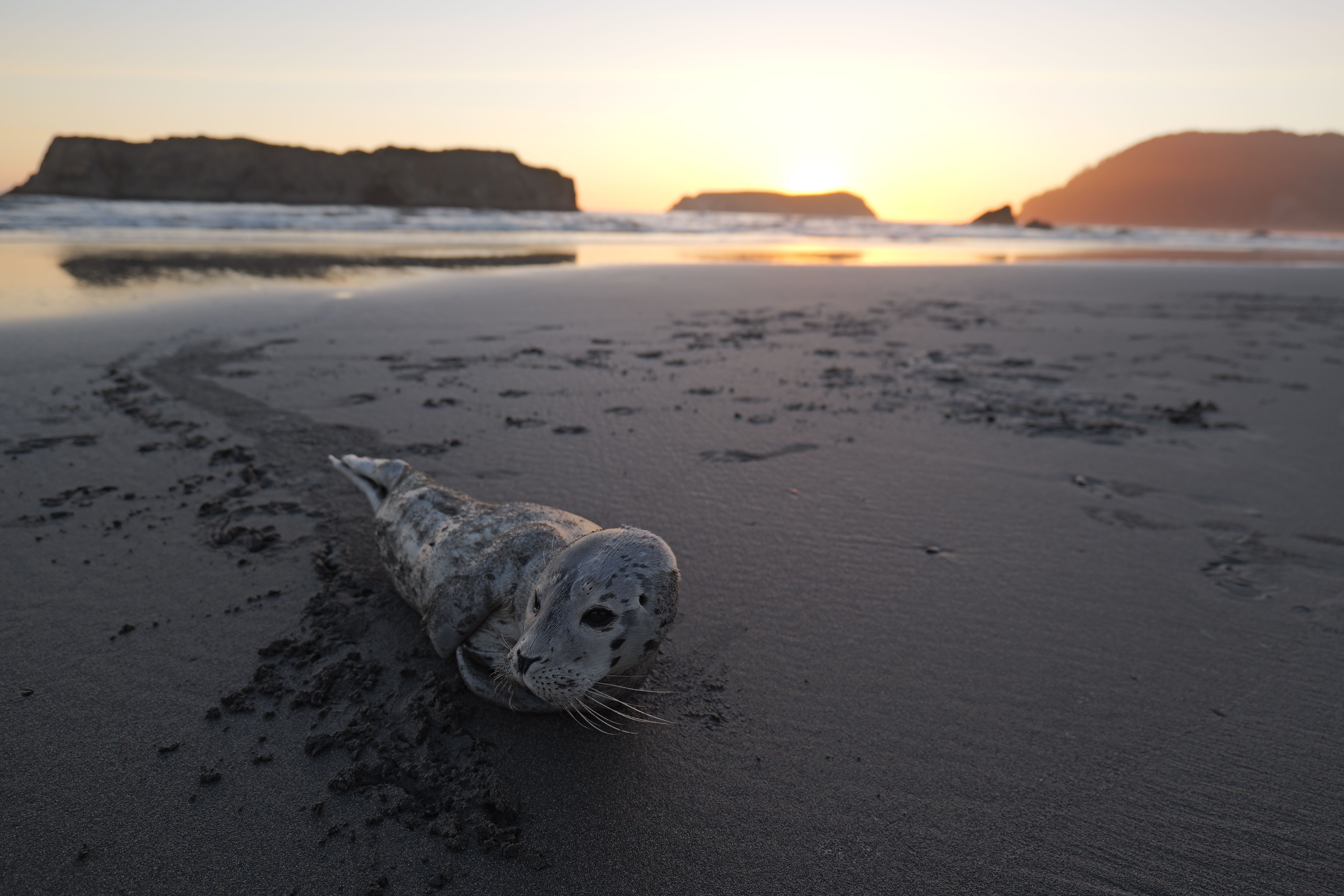 Beautiful Seal Photos, Download The BEST Free Beautiful Seal Stock ...