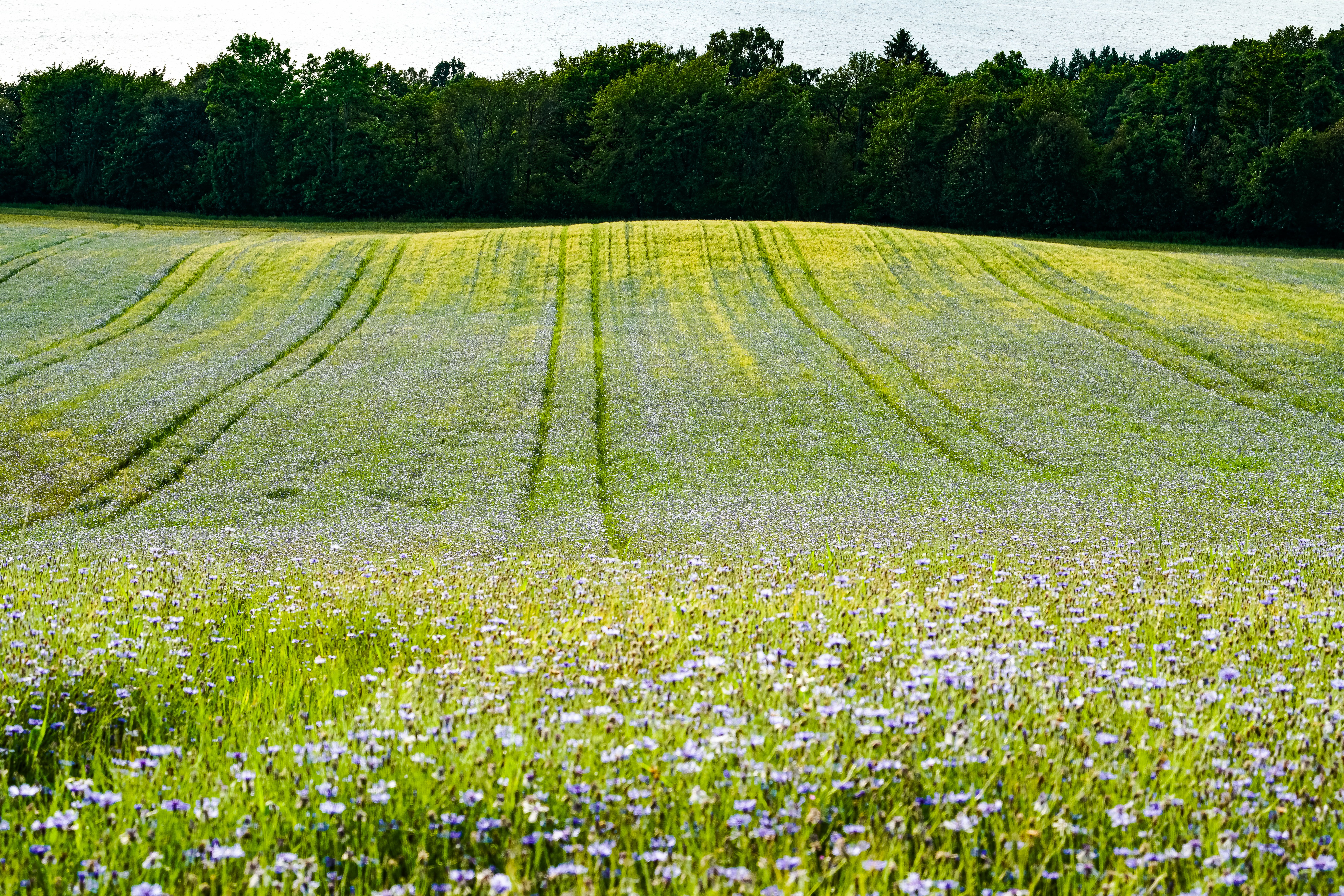 A field with a large field of flowers and trees · Free Stock Photo