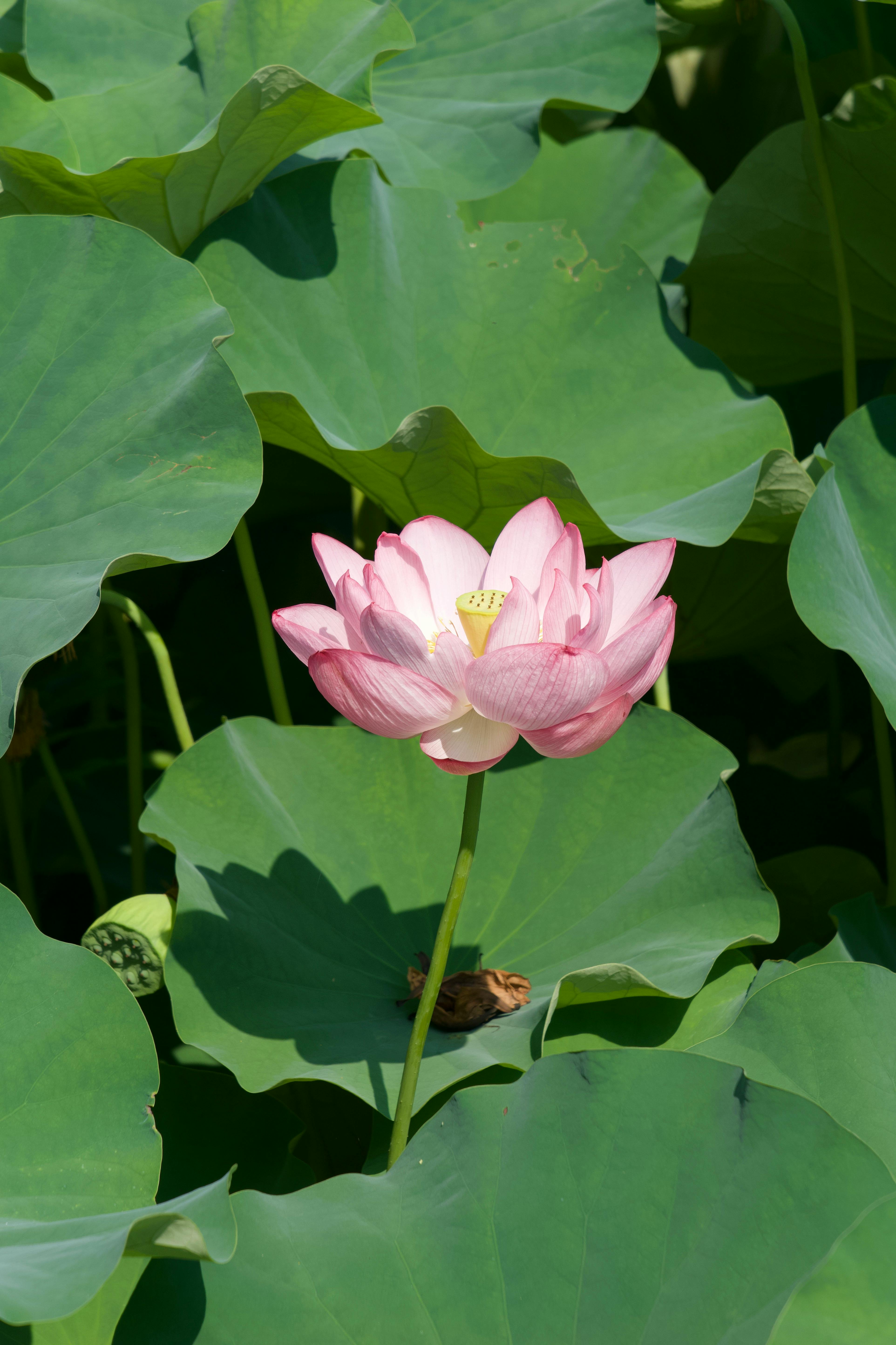 Lotus Big Photo Photos, Download The BEST Free Lotus Big Photo Stock ...