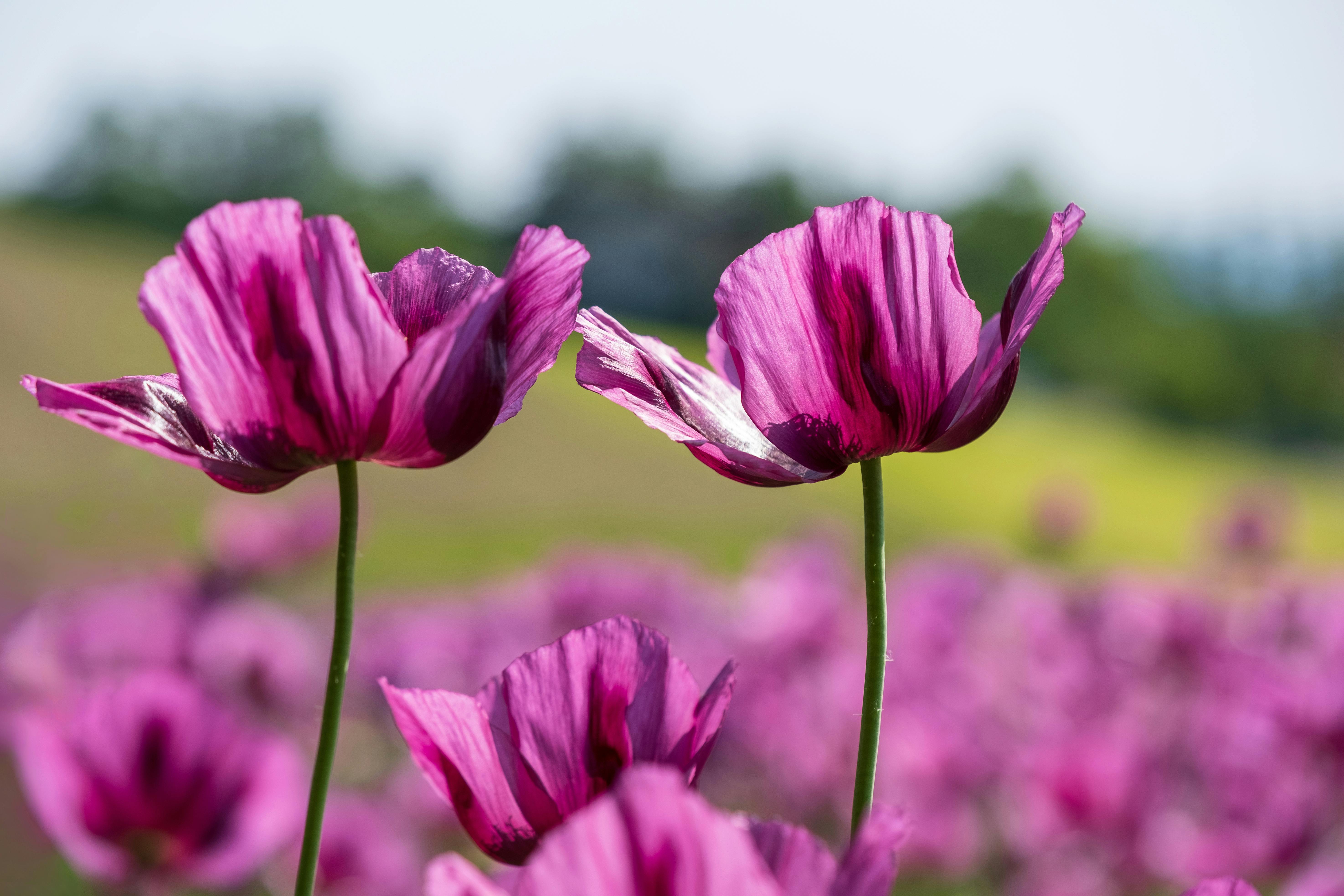 Foto stok gratis tentang agrikultura, alam, berbunga, berkembang ...