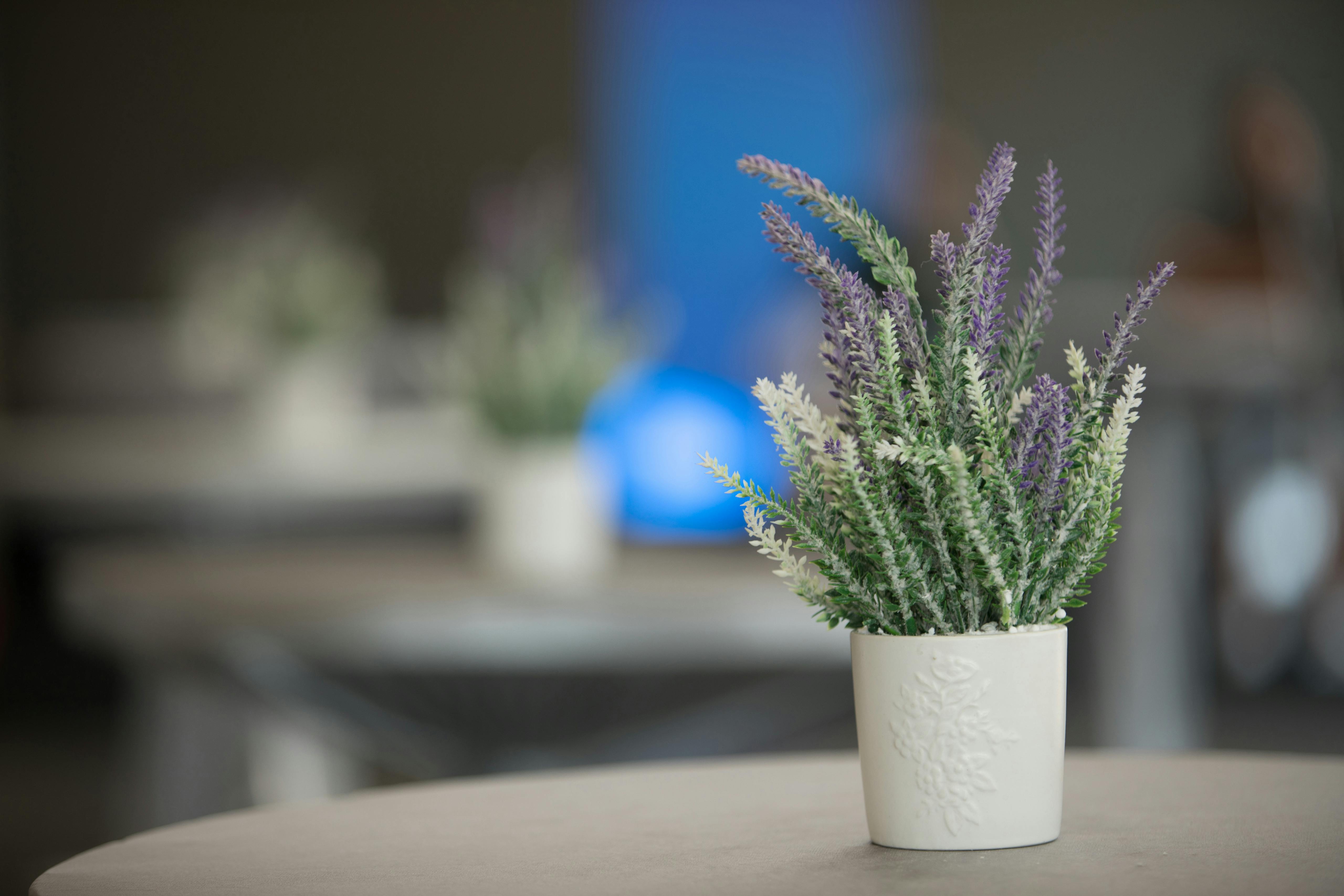 Goodwin Creek Lavender Plant Care & Maintenance Tips