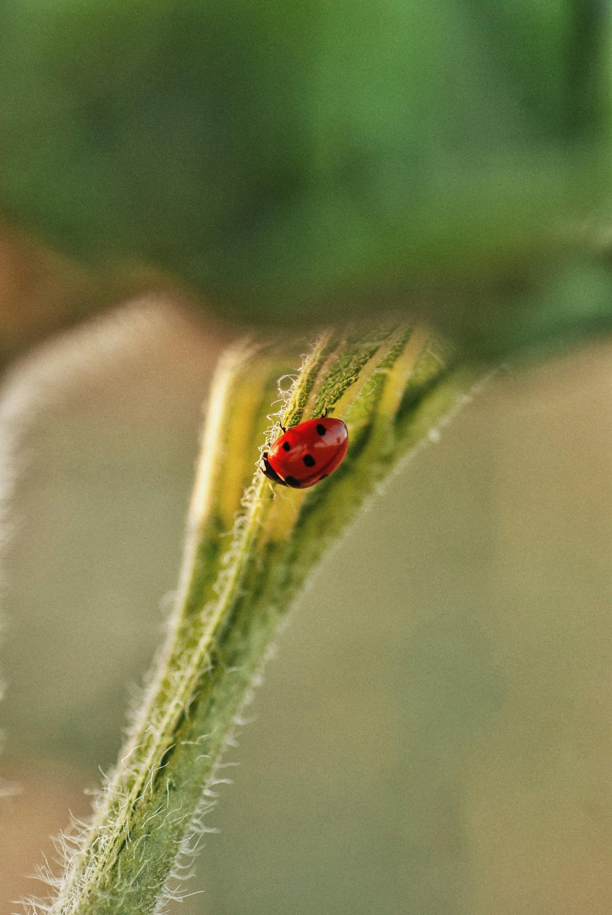 Close Up Ladybug Photos, Download The BEST Free Close Up Ladybug Stock ...