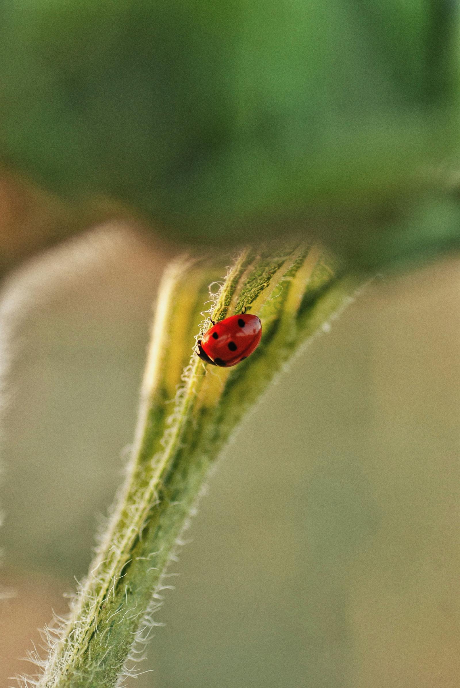 Close Up Ladybug Photos, Download The BEST Free Close Up Ladybug Stock ...
