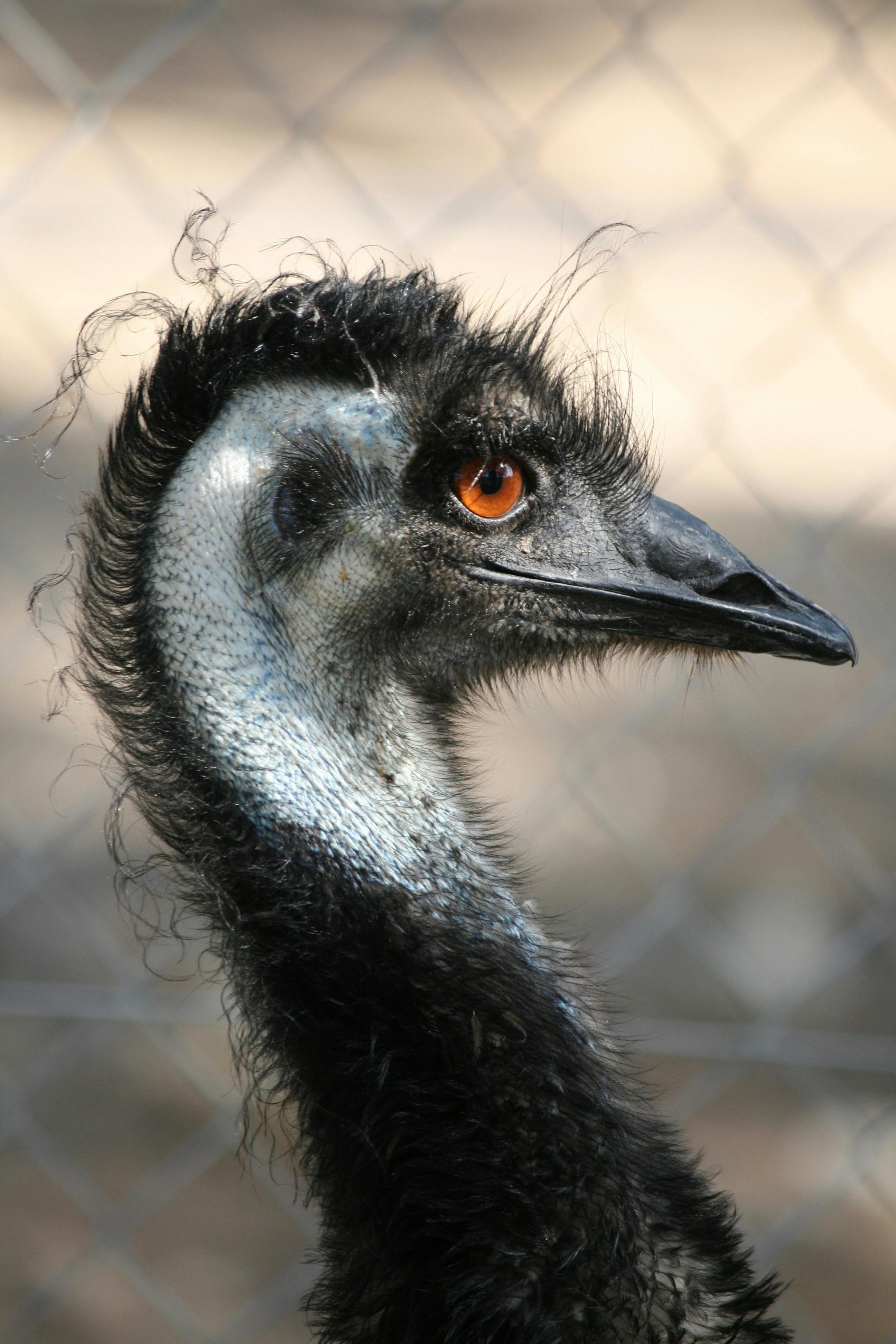 Close-up of an Emu · Free Stock Photo