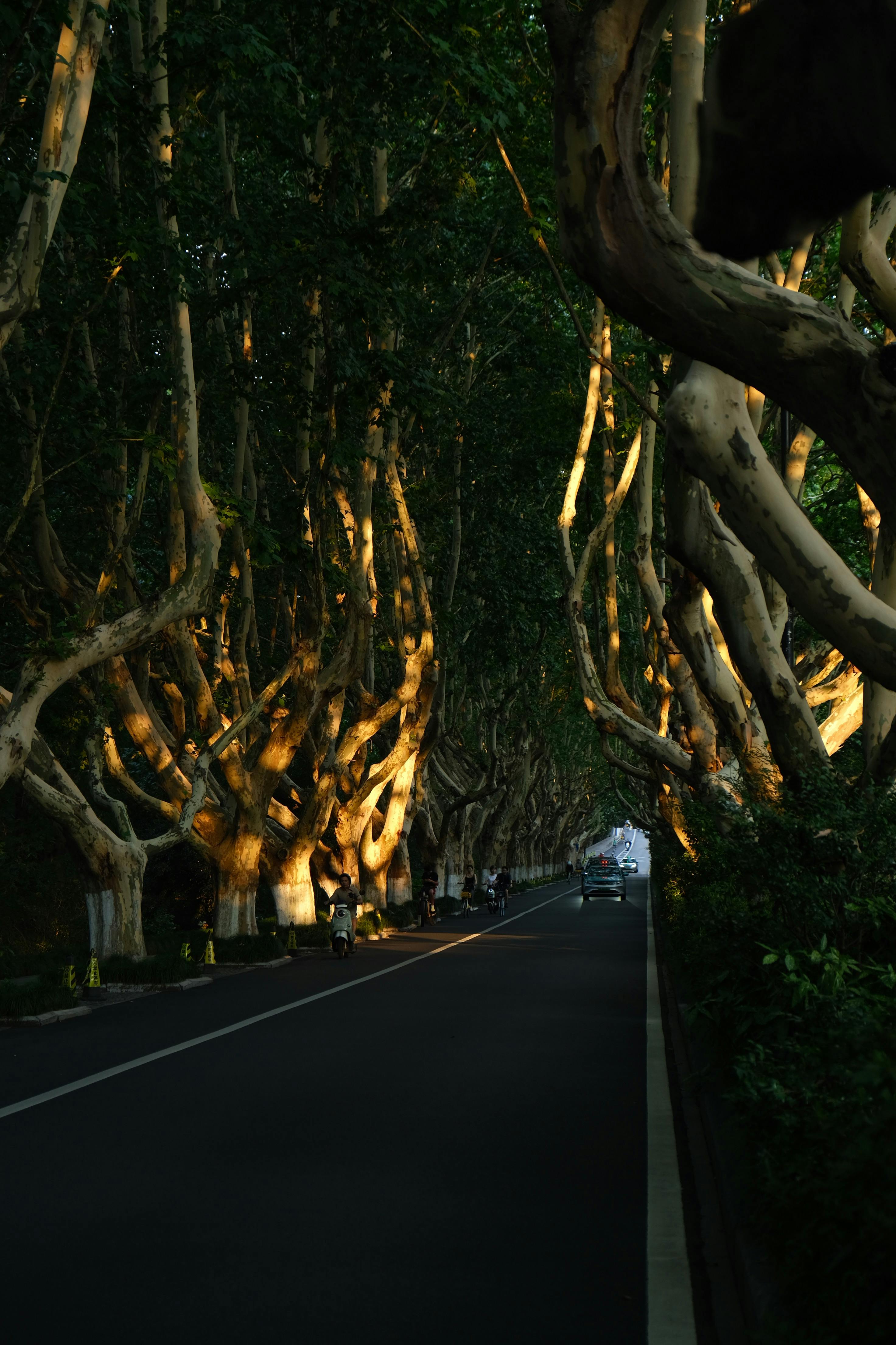 Road in Between Trees · Free Stock Photo