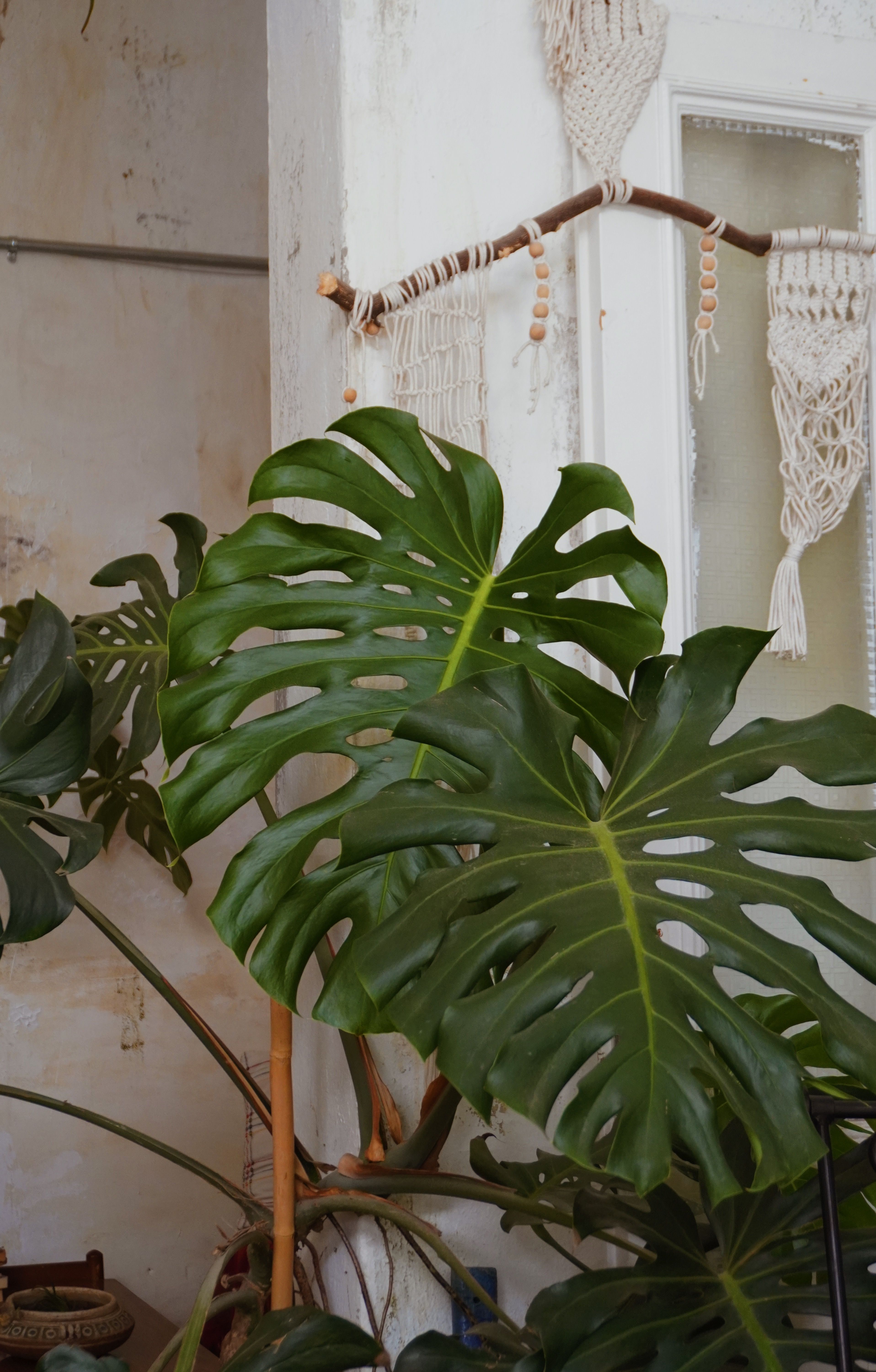 Monstera Plant Wallpaper Photos, Download The BEST Free Monstera Plant ...