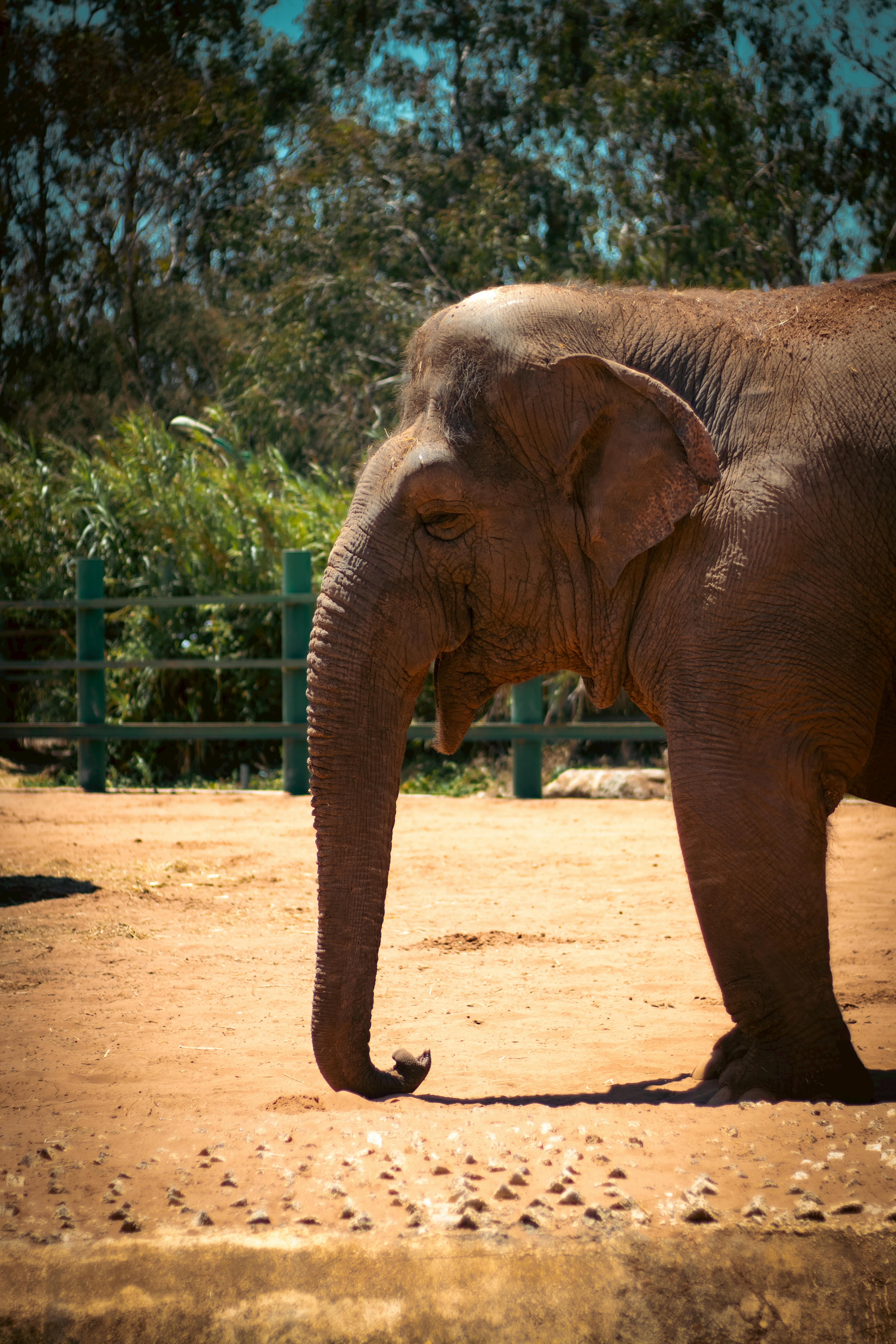 An Elephant Standing in an Enclosure in a Zoo · Free Stock Photo