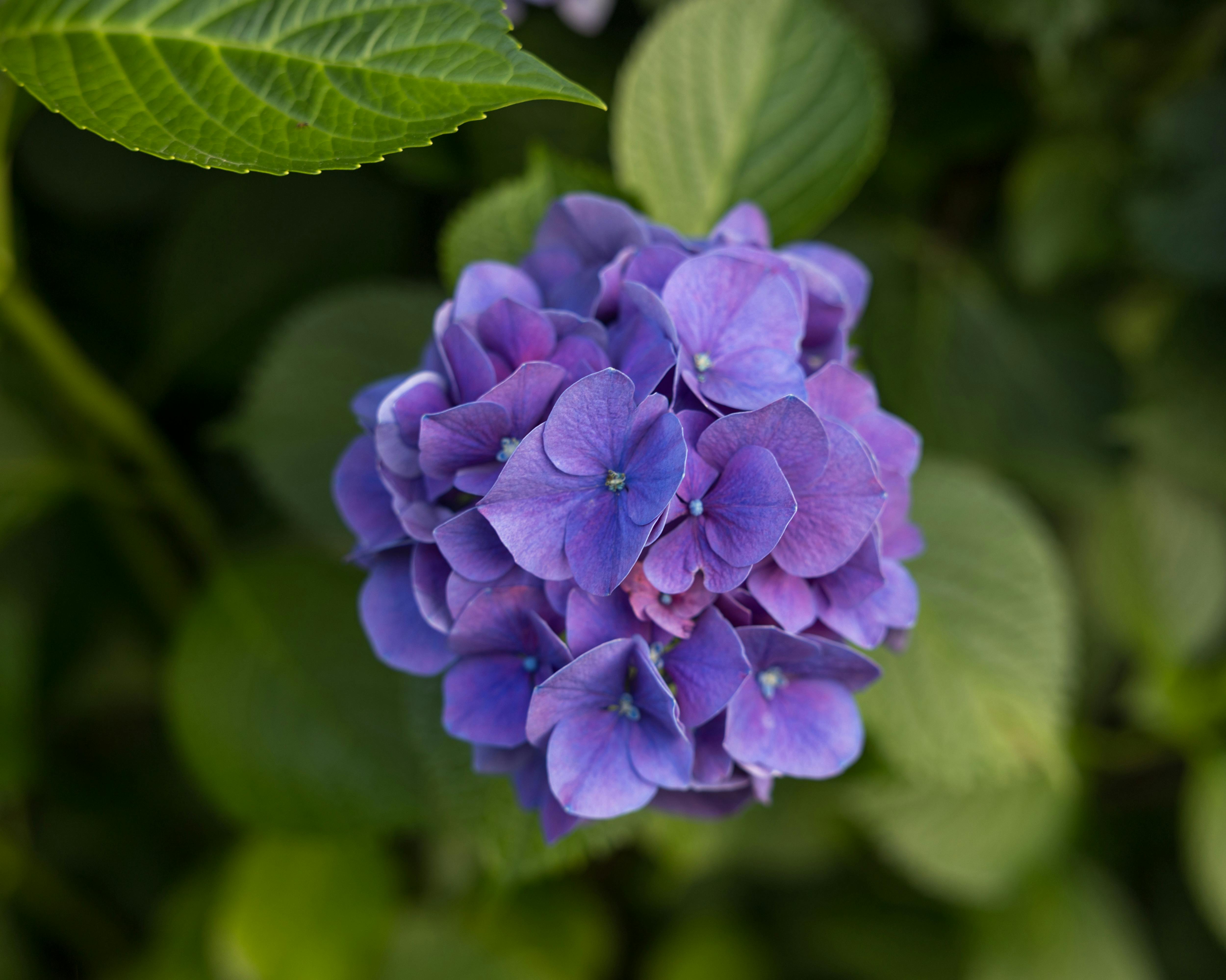 Purple Hydrangeas · Free Stock Photo
