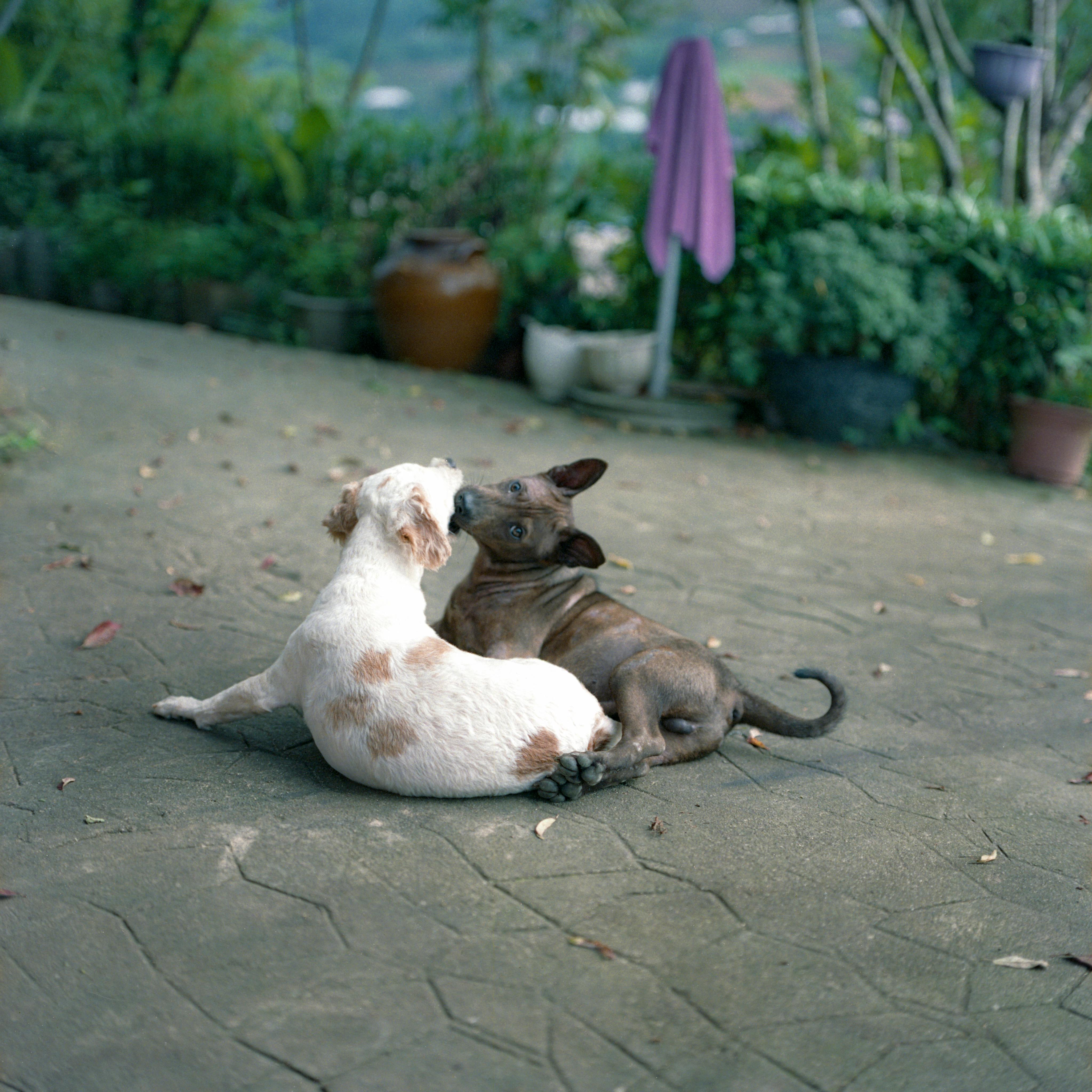 Two Puppies Lying on the Pavement · Free Stock Photo