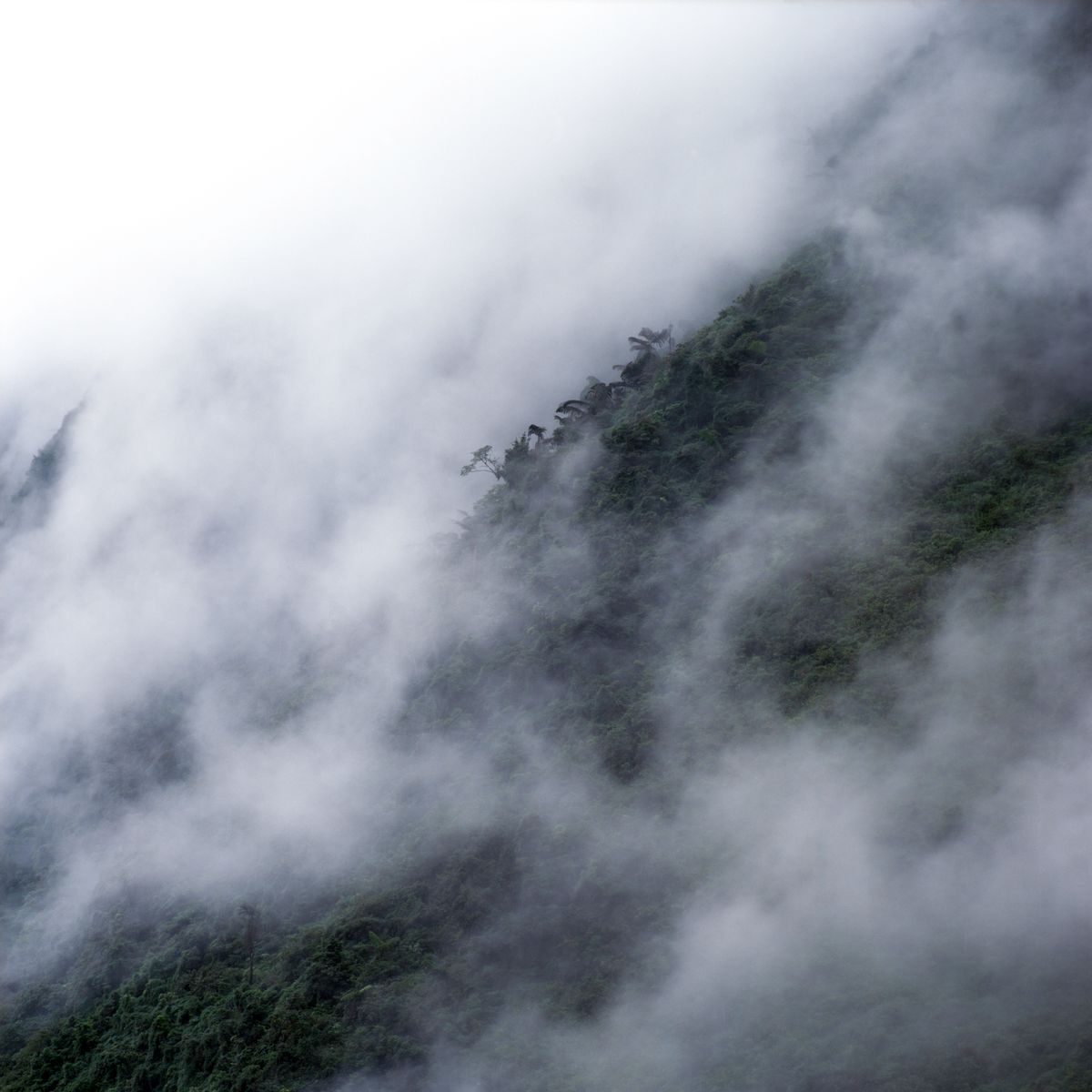 Fog Forest Photos, Download The BEST Free Fog Forest Stock Photos & HD ...