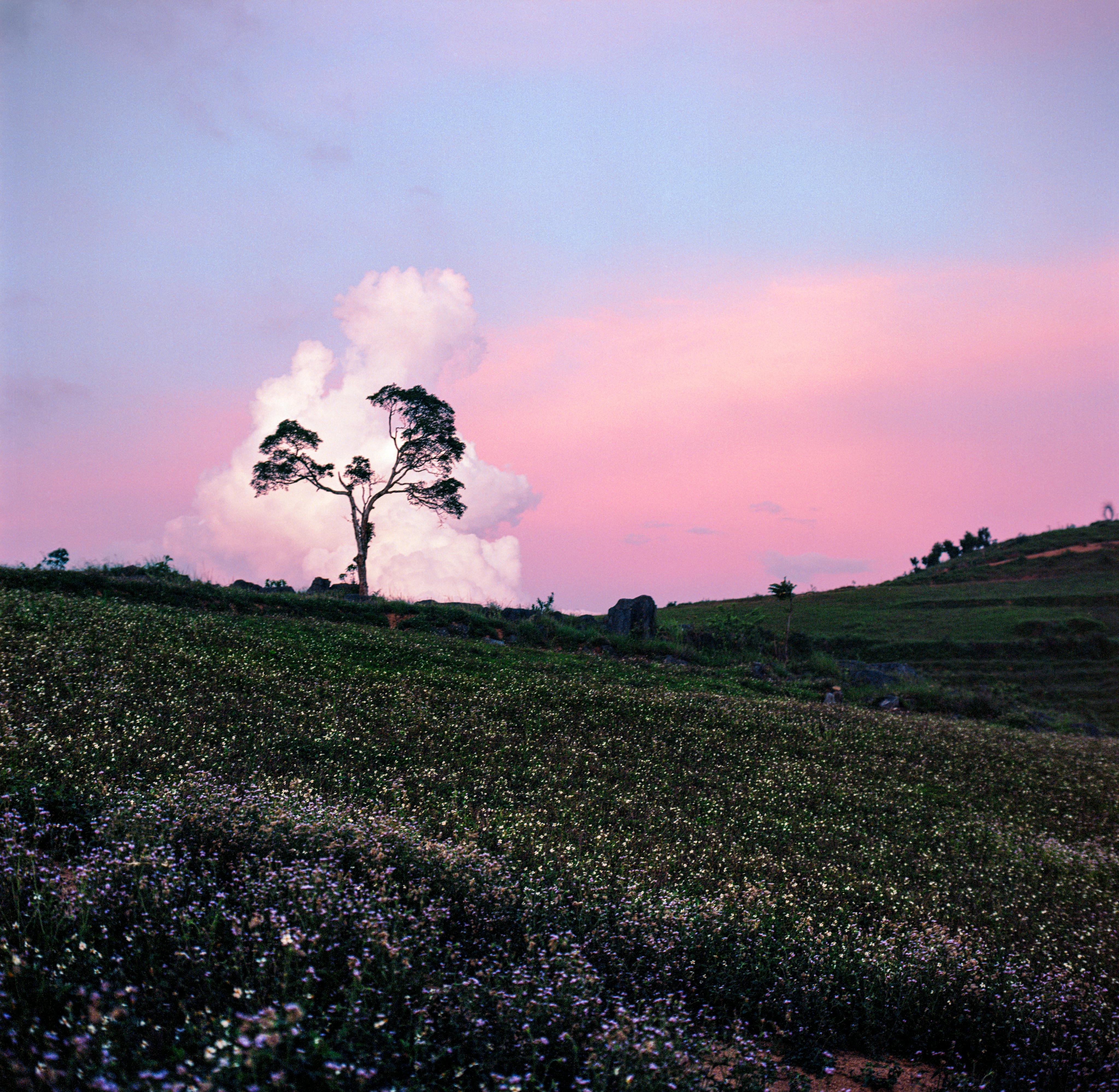 Single Tree Photos, Download The BEST Free Single Tree Stock Photos ...